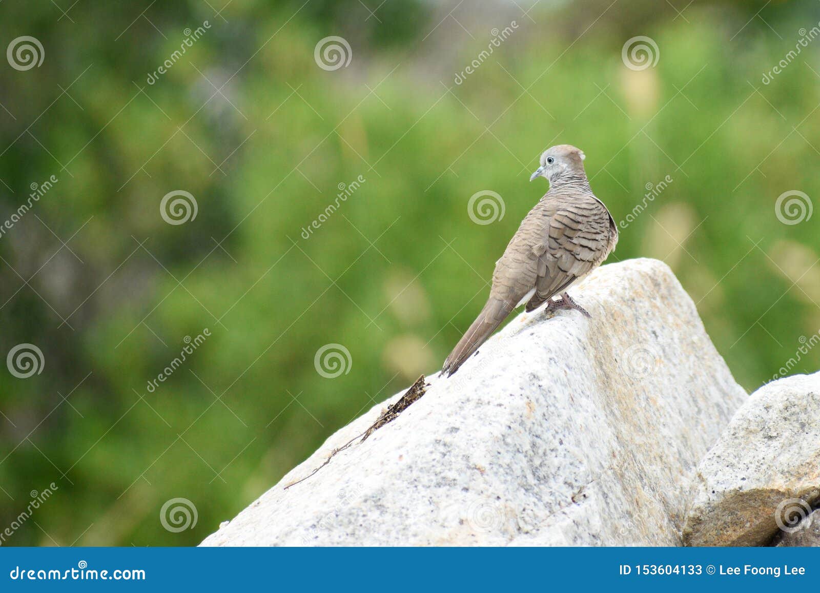 Dove-bird perched on rock stock image. Image of blue - 153604133