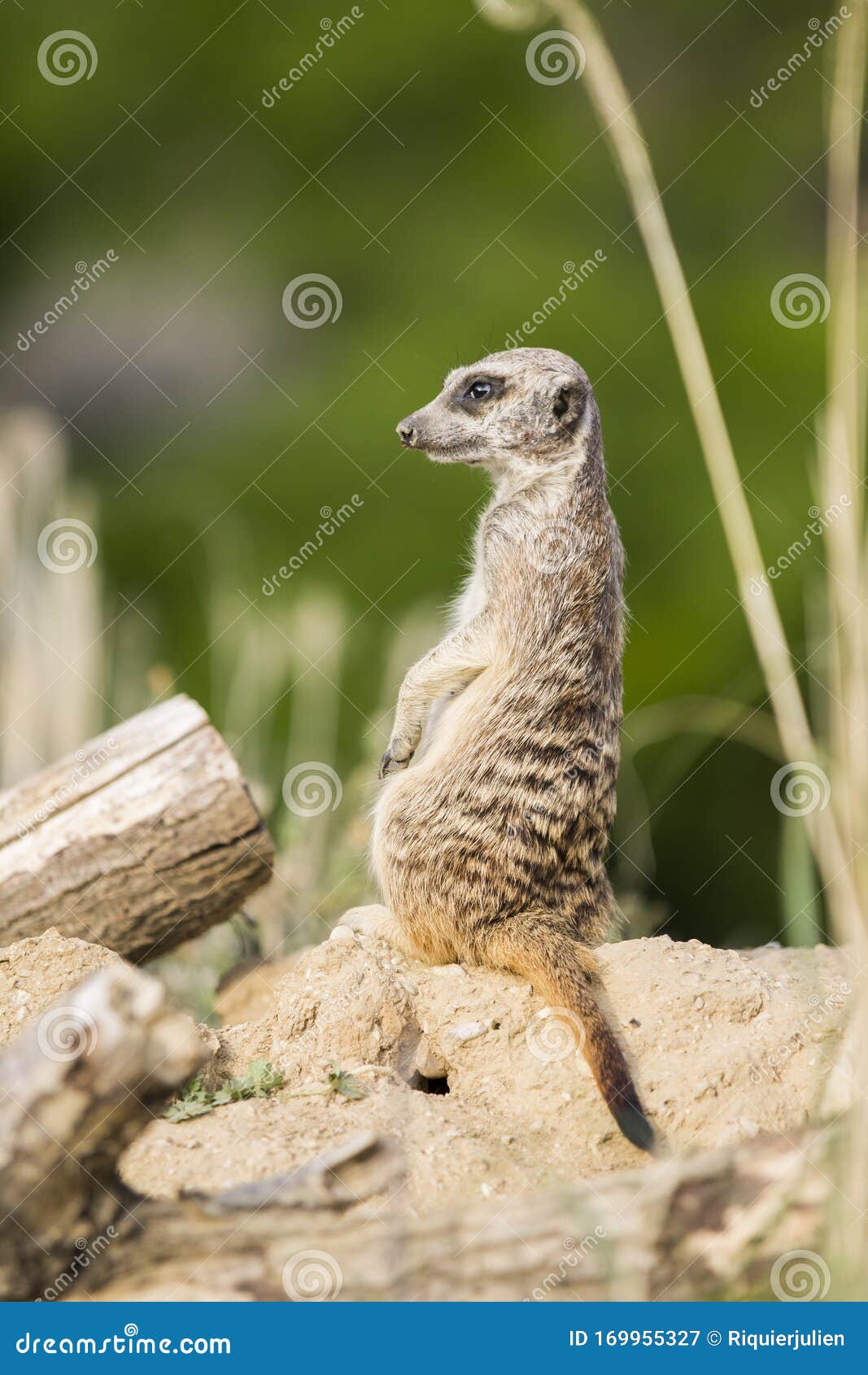A Single Cute Meerkat Relaxes Stock Image - Image of suricatta, single ...