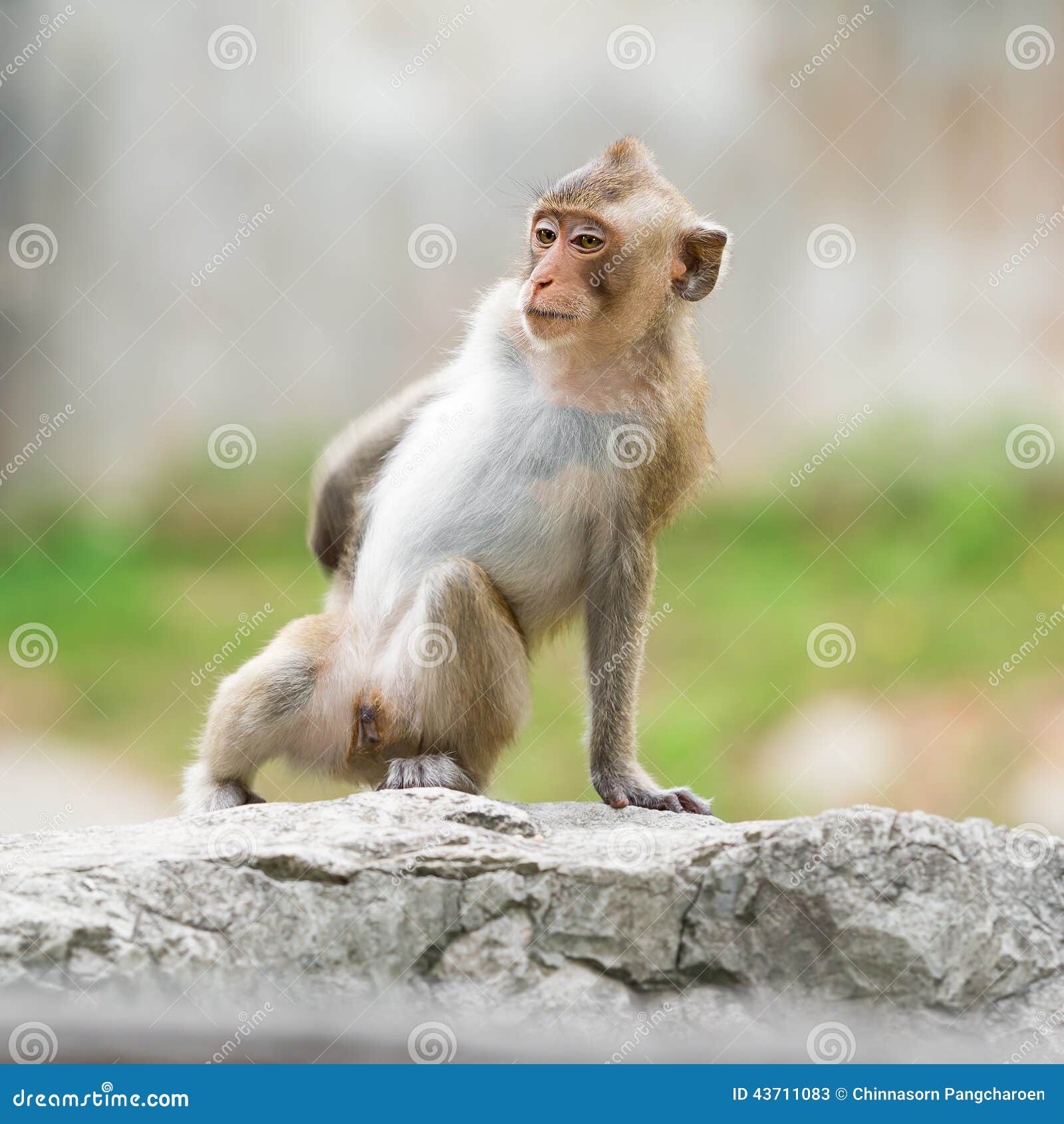 Single cute monkey stock image. Image of wilderness, simian - 43711083