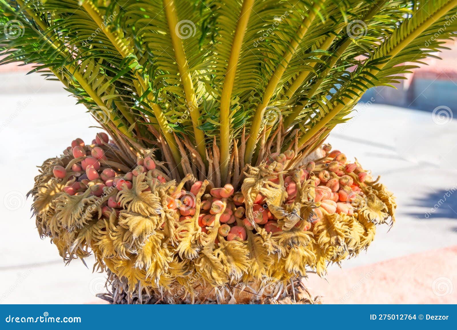 Single Cycad Fruit Seeds Palm Against Blue Sky Stock Photo - Image of ...