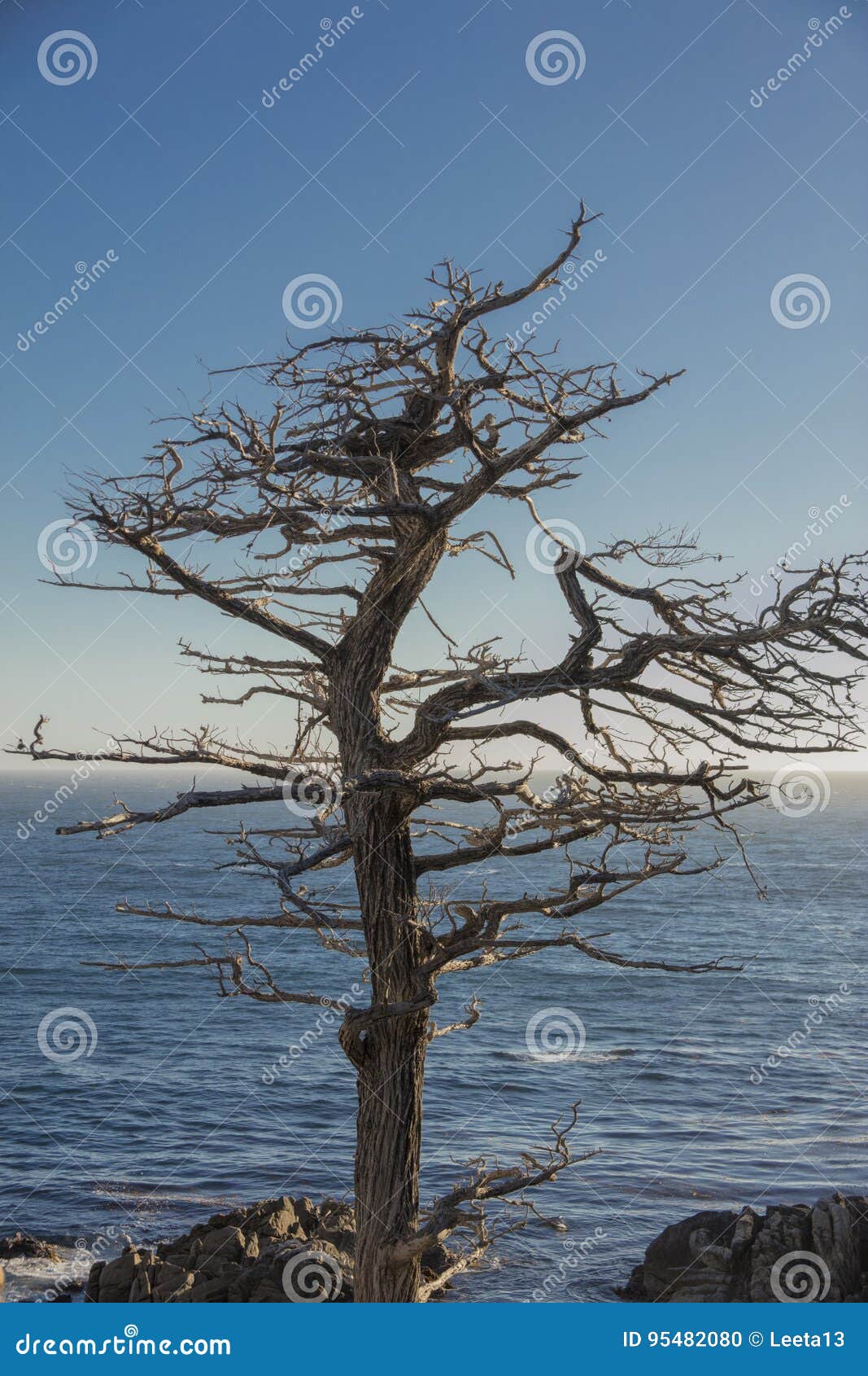 Single Cypress Tree Along 17 Mile Drive California Stock Photo - Image ...