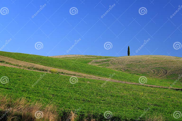 Single Cypress Tree stock image. Image of land, rolling - 122875467