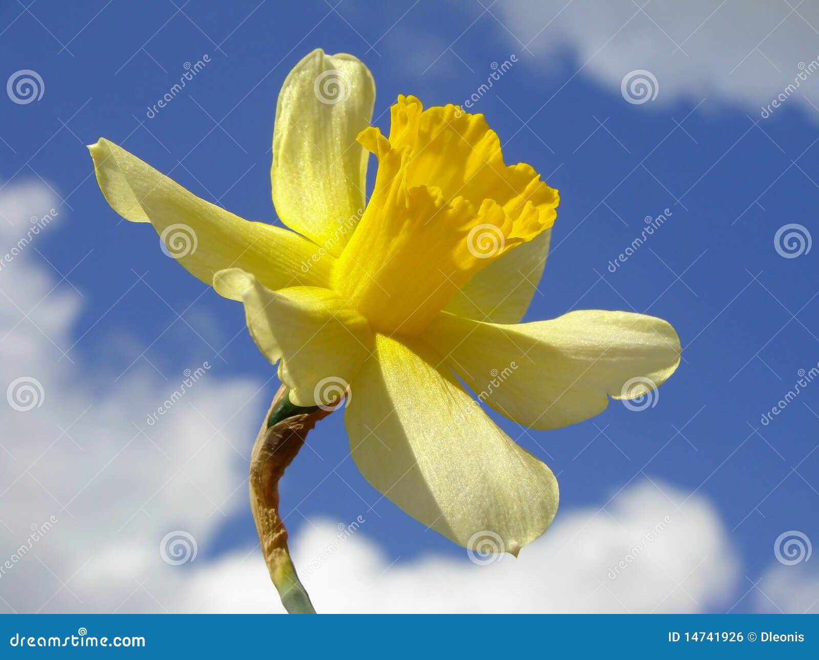 Single daffodil stock photo. Image of outdoor, green - 14741926