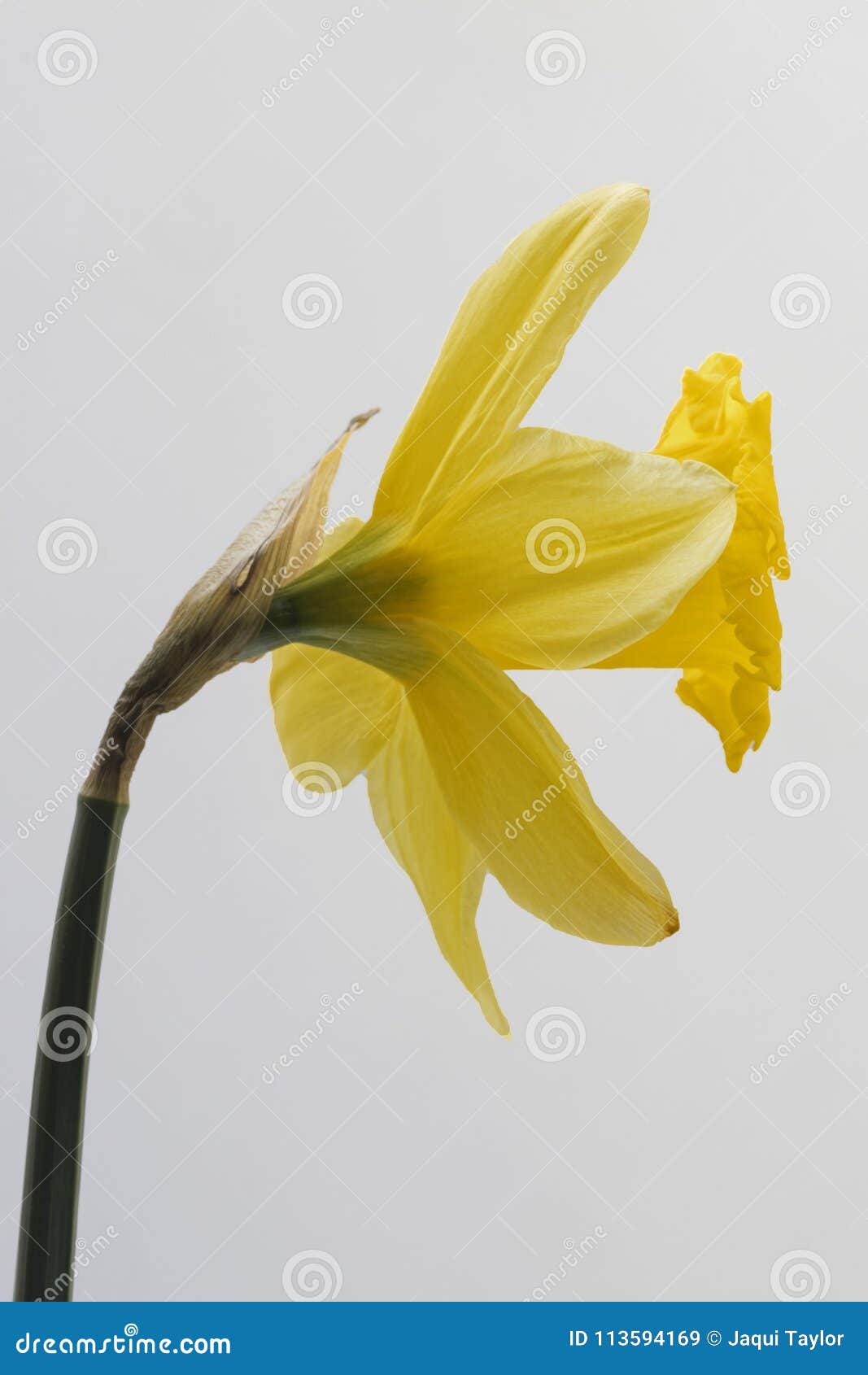 A Single Daffodil on a White Background Stock Image - Image of bright ...
