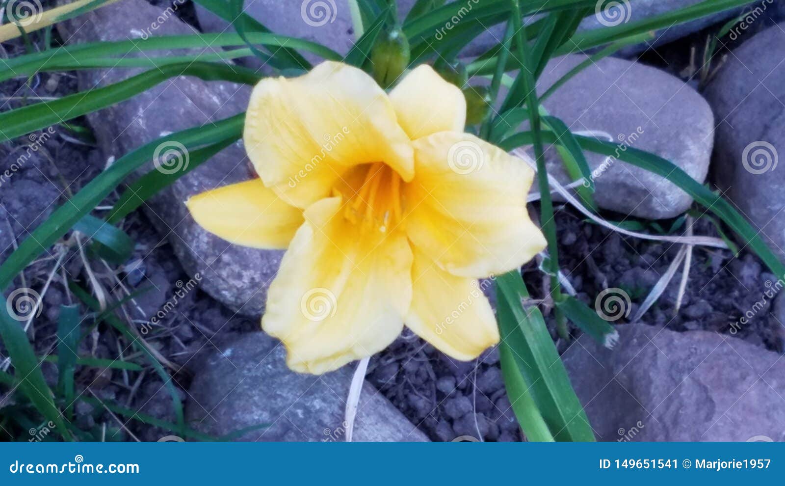 Single Daffodil stock image. Image of beautiful, spring - 149651541