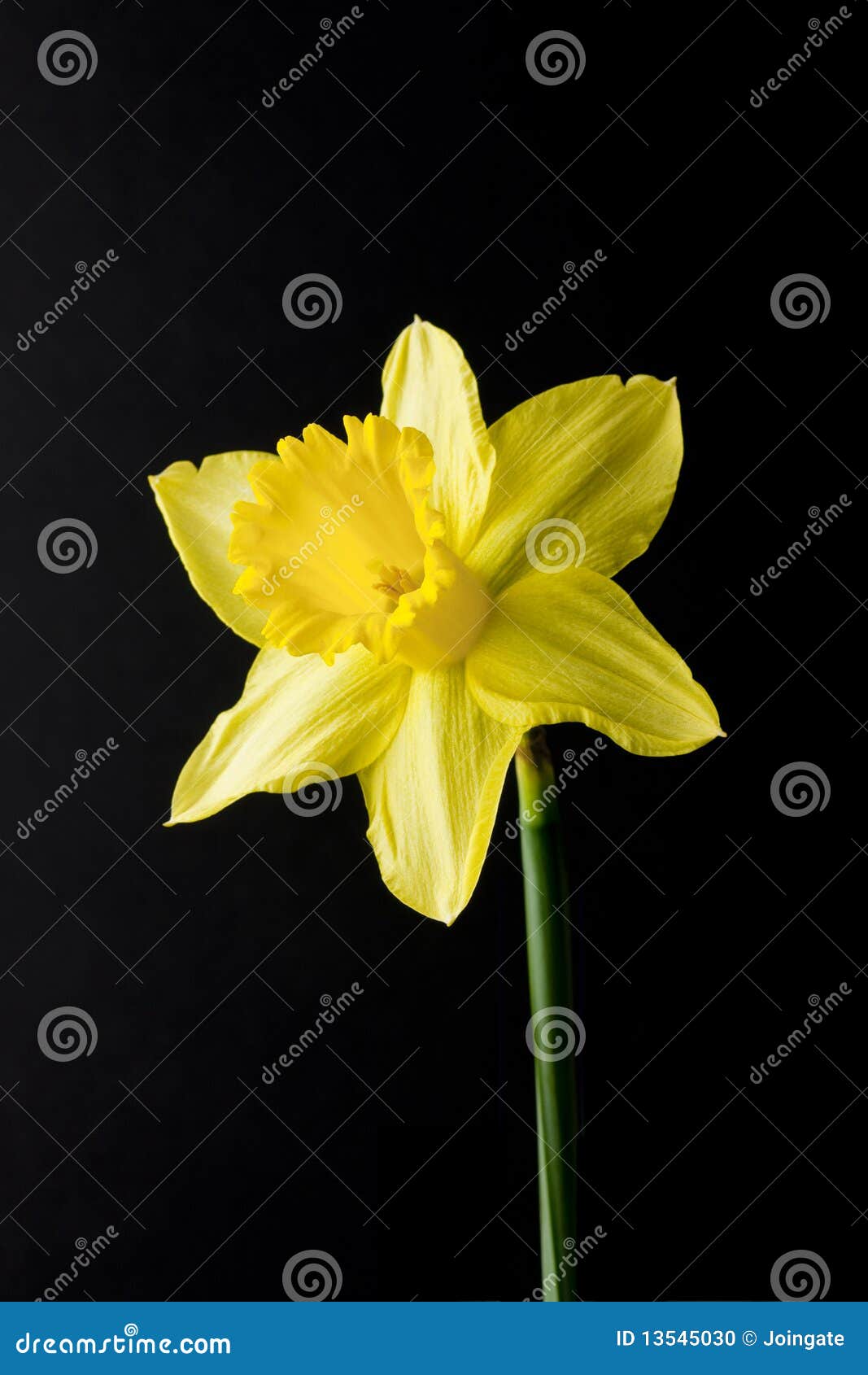 Single daffodil on black stock photo. Image of fragile - 13545030