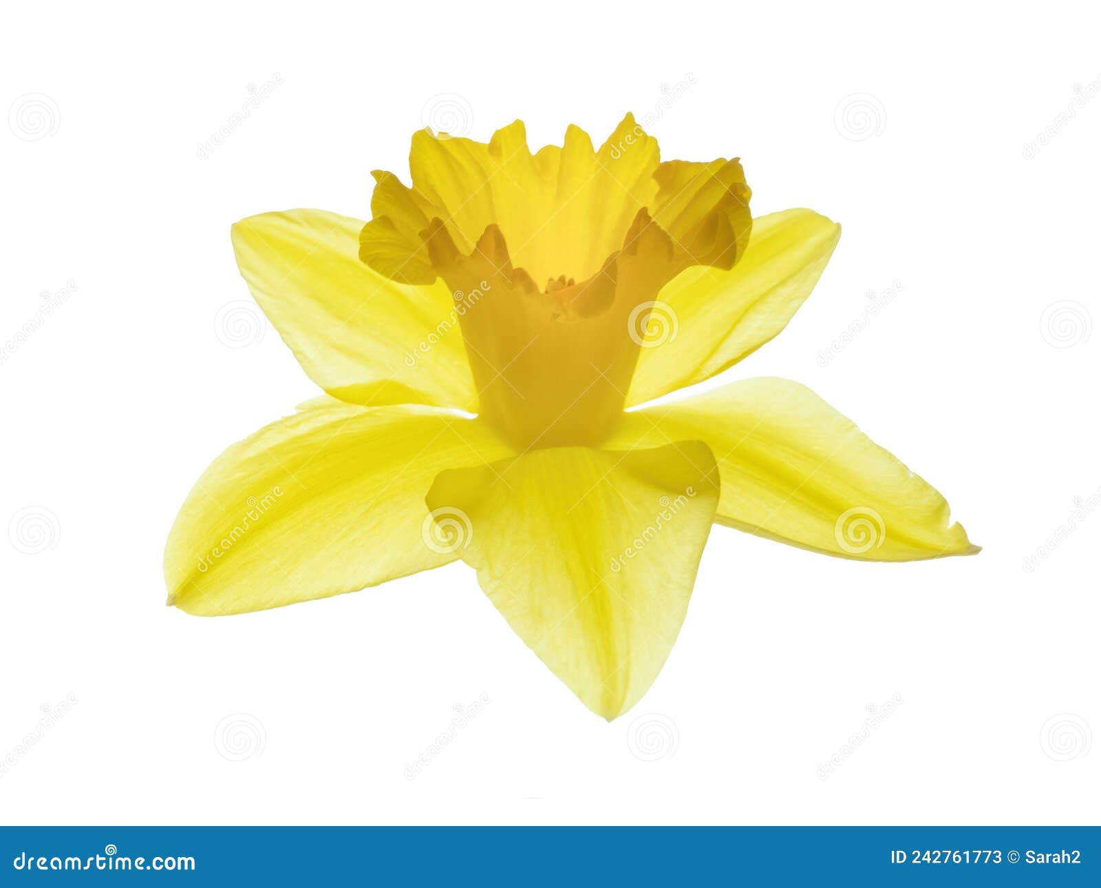 Single Daffodil Bloom, Isolated on White. Stock Image - Image of flora ...