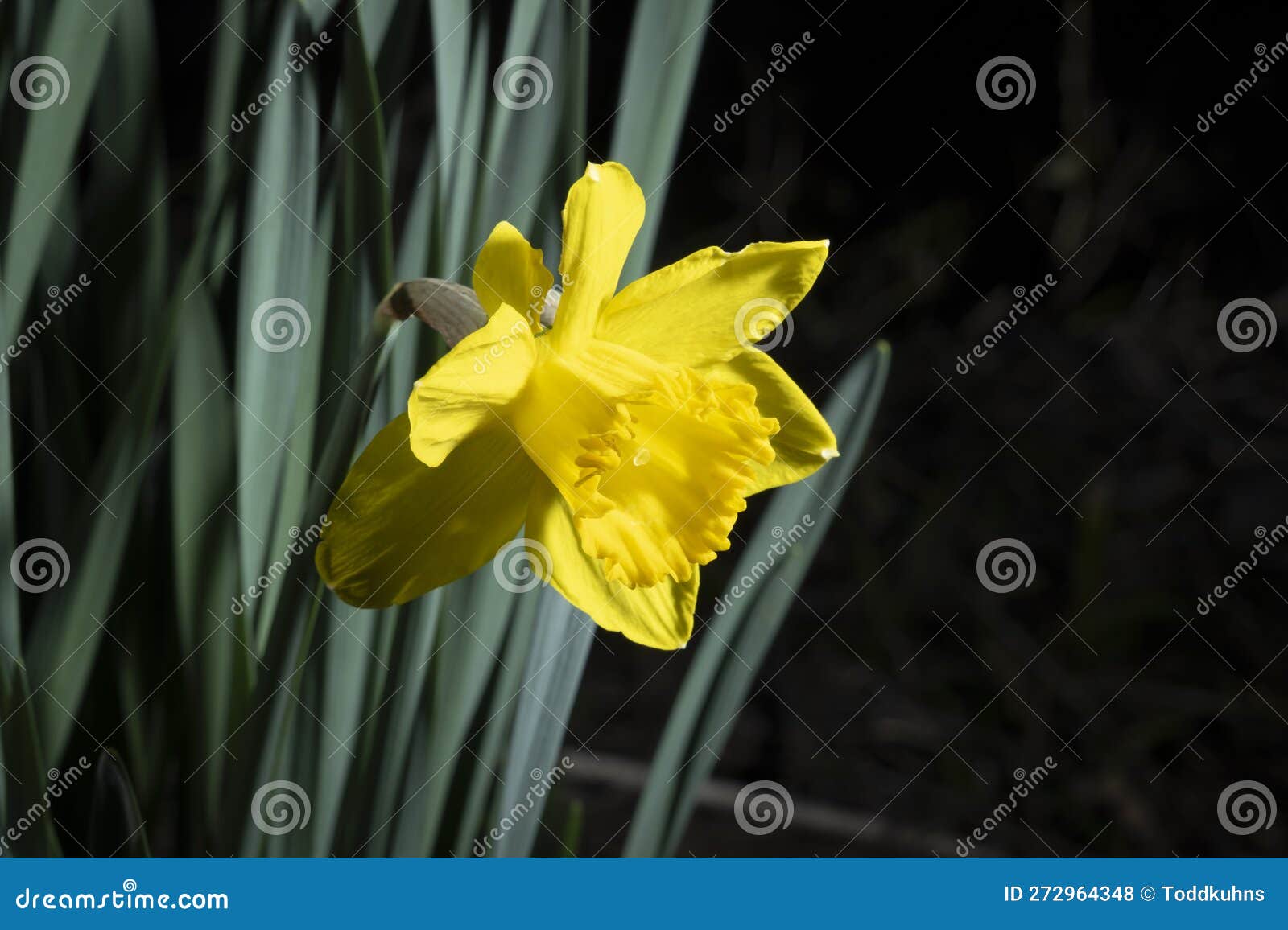 Single Daffodil Bloom in the Springtime Stock Photo - Image of spring ...