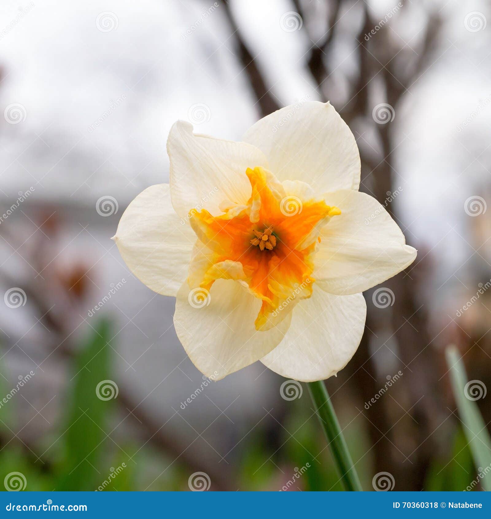 Single daffodil stock photo. Image of garden, blooming - 70360318