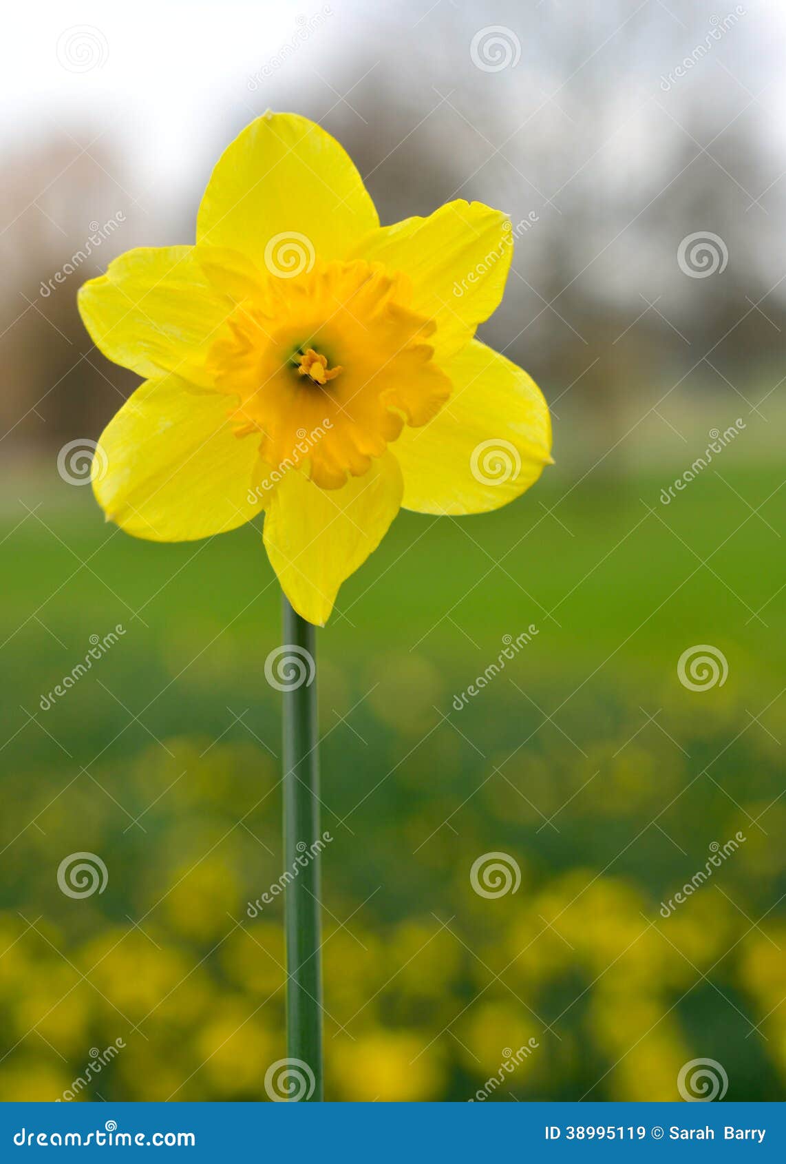 A Single Daffodil in a Field. Stock Image - Image of mothers, concepts ...