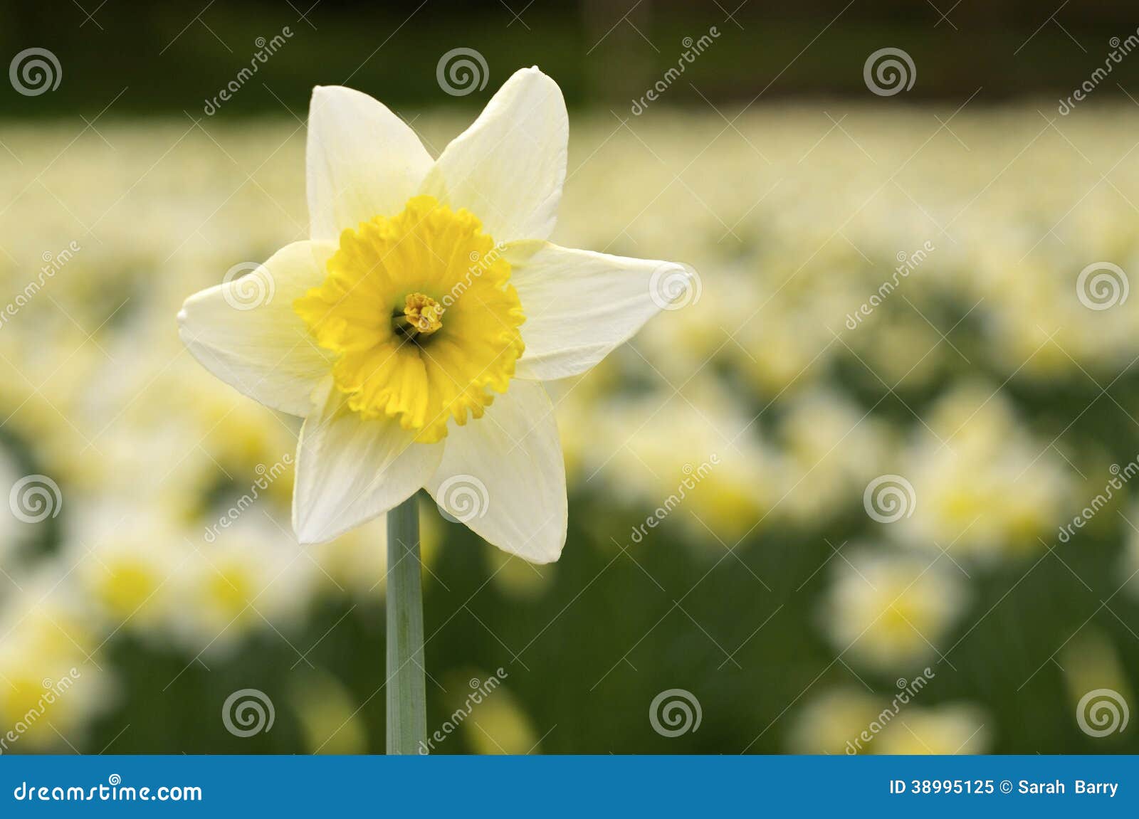 A Single Daffodil in a Field. Stock Image - Image of natural, bouquet ...