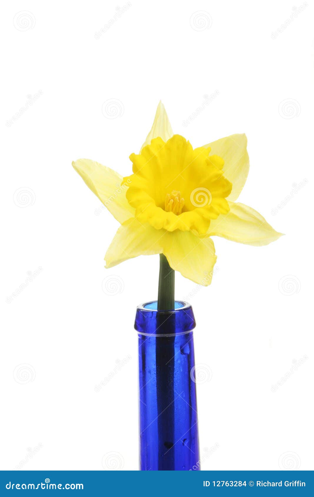 Single daffodil flower stock photo. Image of blossom - 12763284