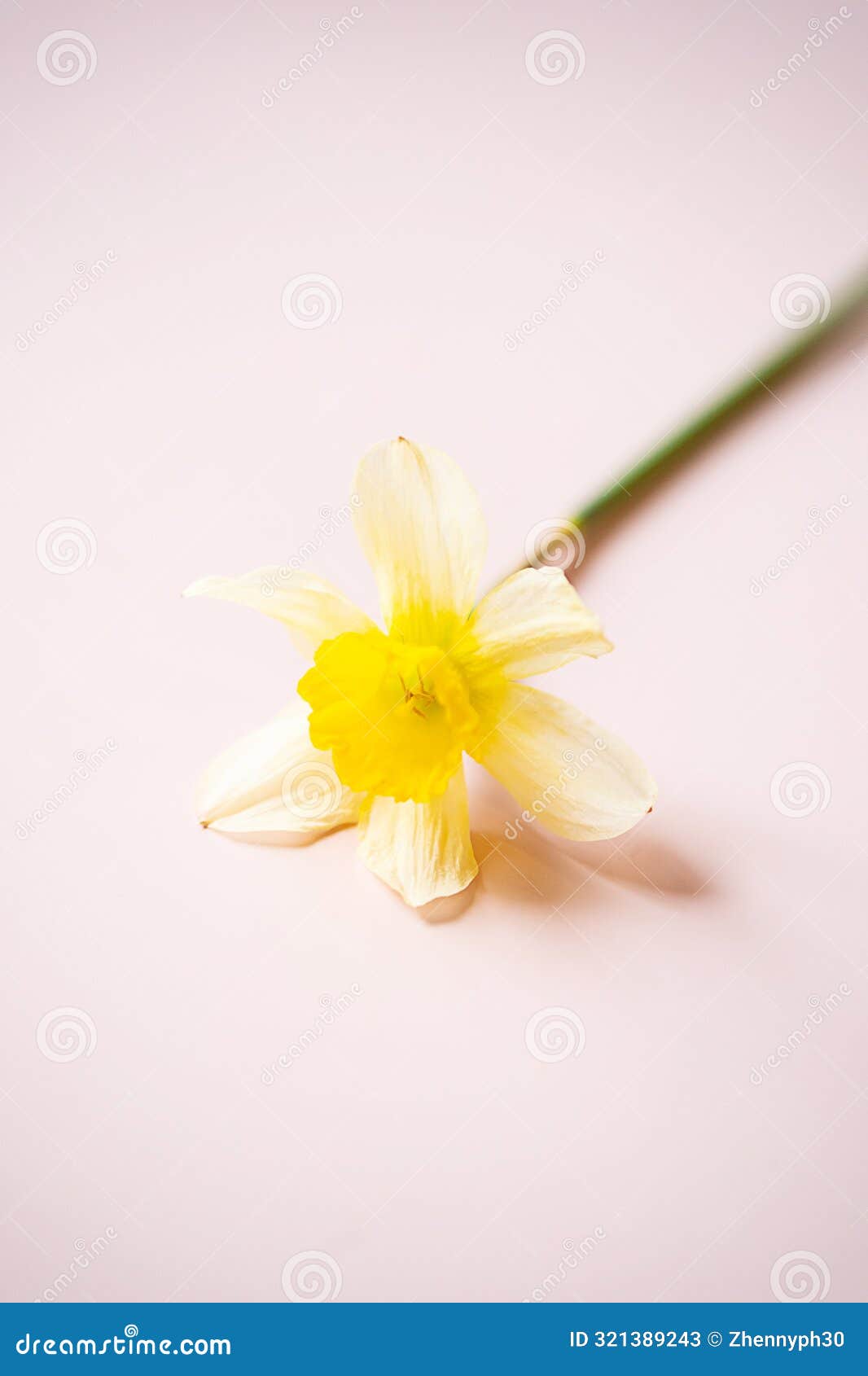 Single Daffodil flower stock image. Image of blooms - 321389243