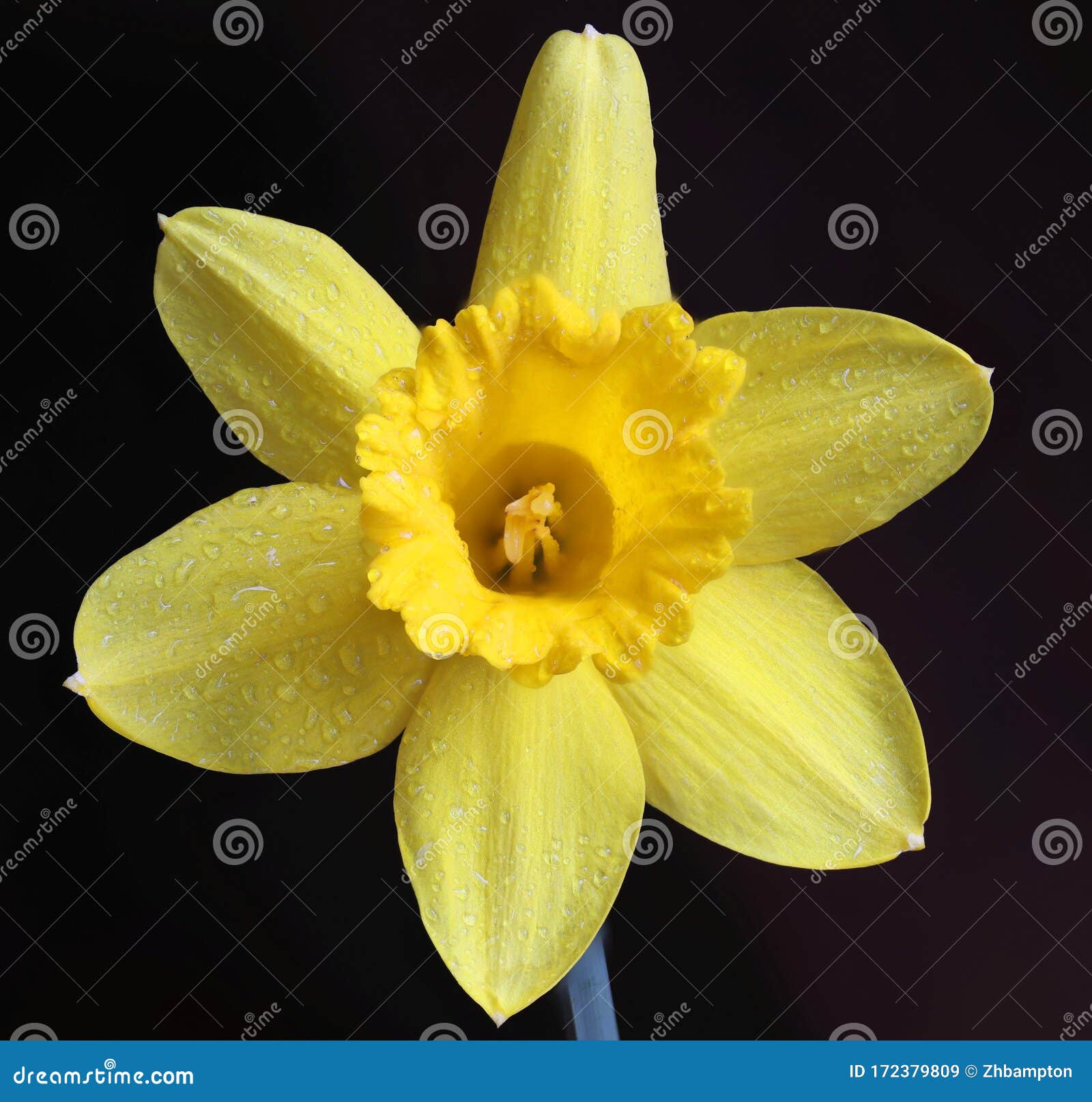 Single Daffodil Flower on a Black Background Stock Image - Image of ...