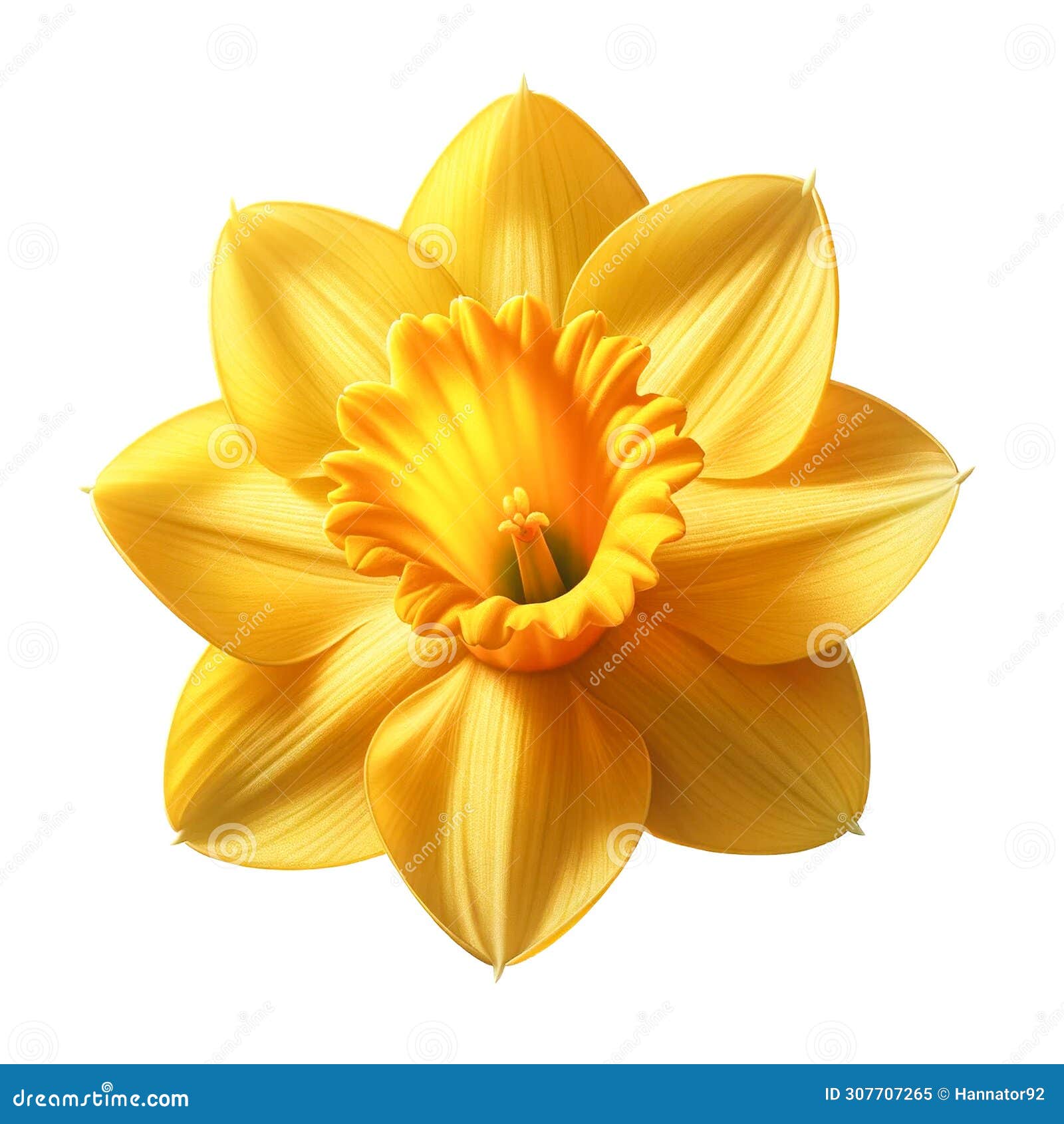 Single Daffodil Flower Close-up Isolated on a White Background Stock ...