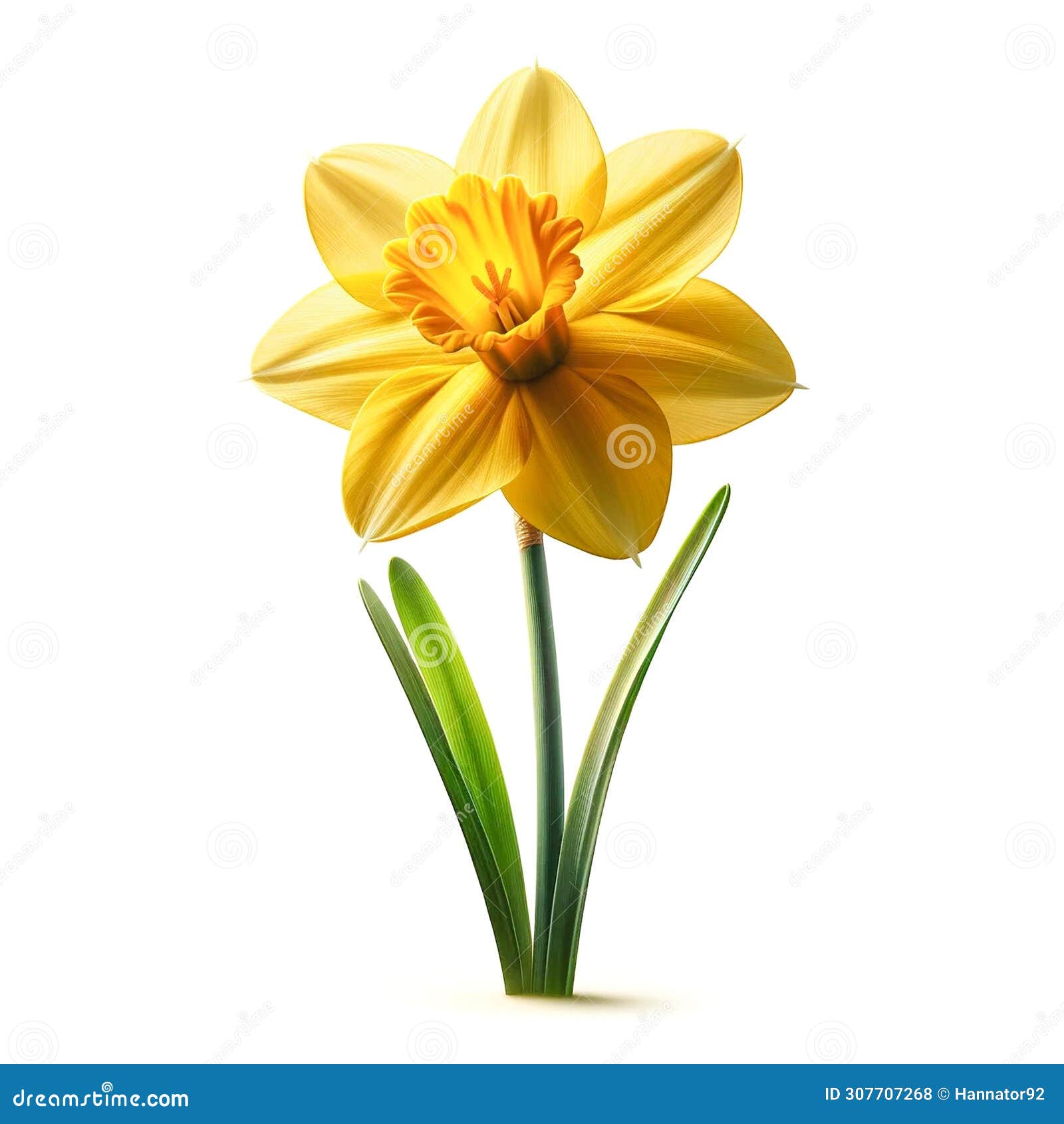 Single Daffodil Flower with Its Stem, Isolated on a White Background ...