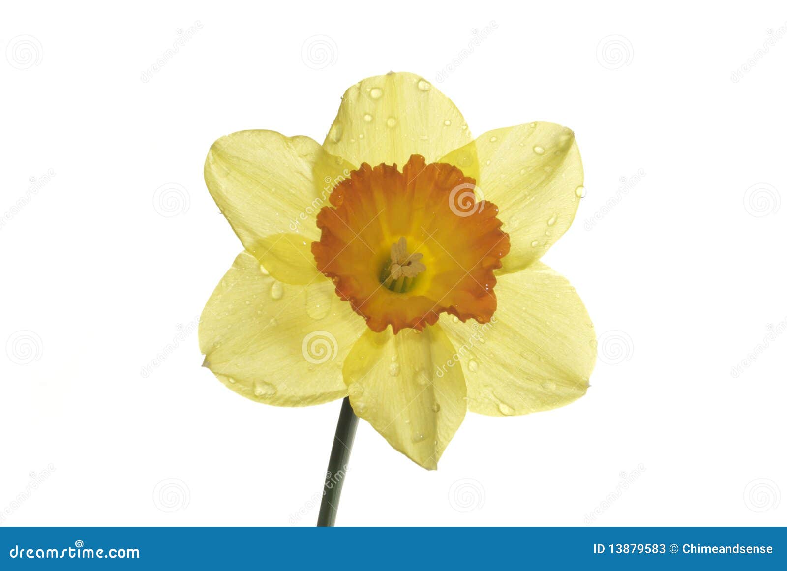 Single daffodil isolated stock image. Image of drops - 13879583