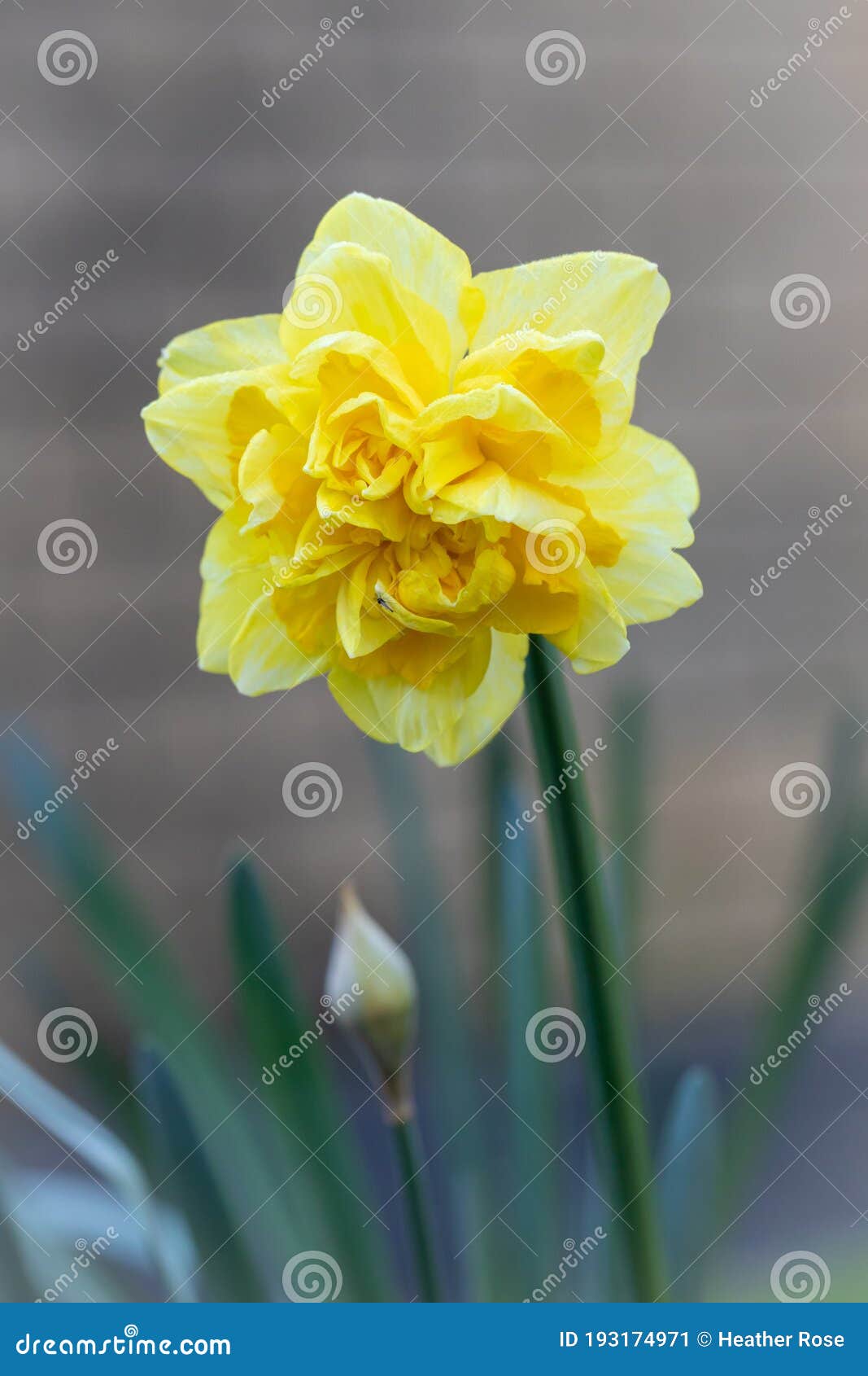 Single Daffodil isolated stock image. Image of single - 193174971