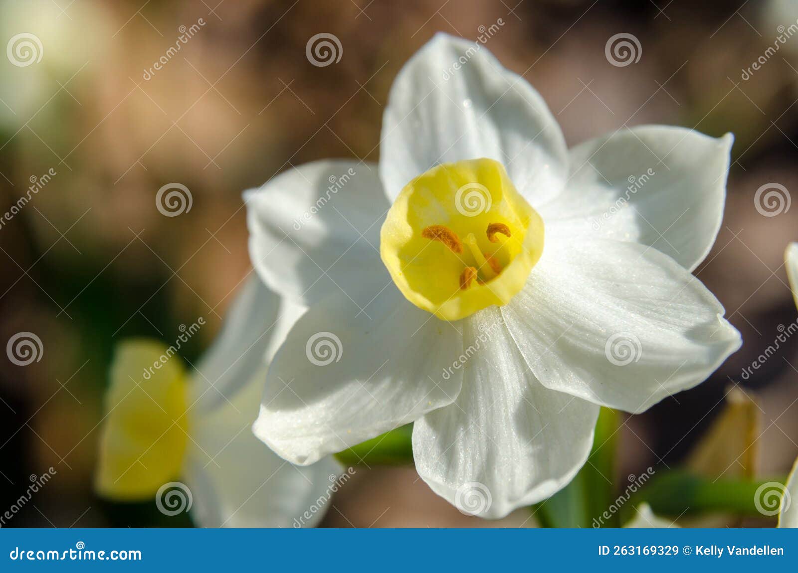 Single Daffodil Landscape stock image. Image of selective - 263169329