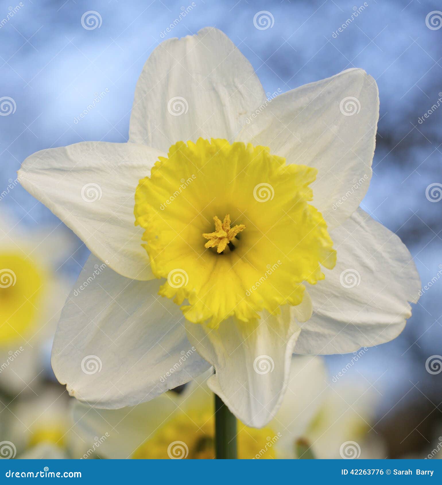 A single daffodil. stock photo. Image of flora, daffodils - 42263776