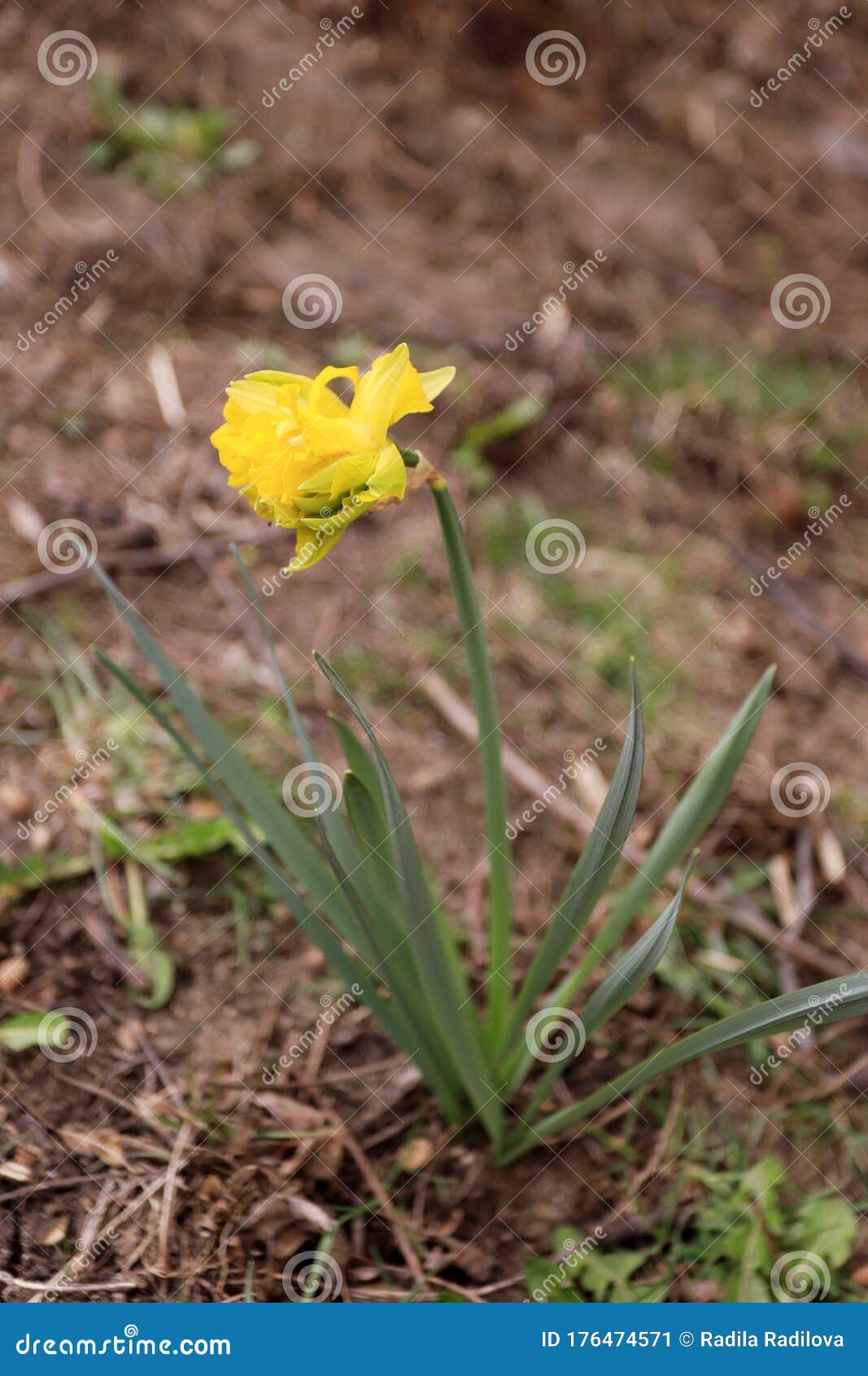 Single Daffodil in Nature. Spring Flower Daffodil Stock Image - Image ...