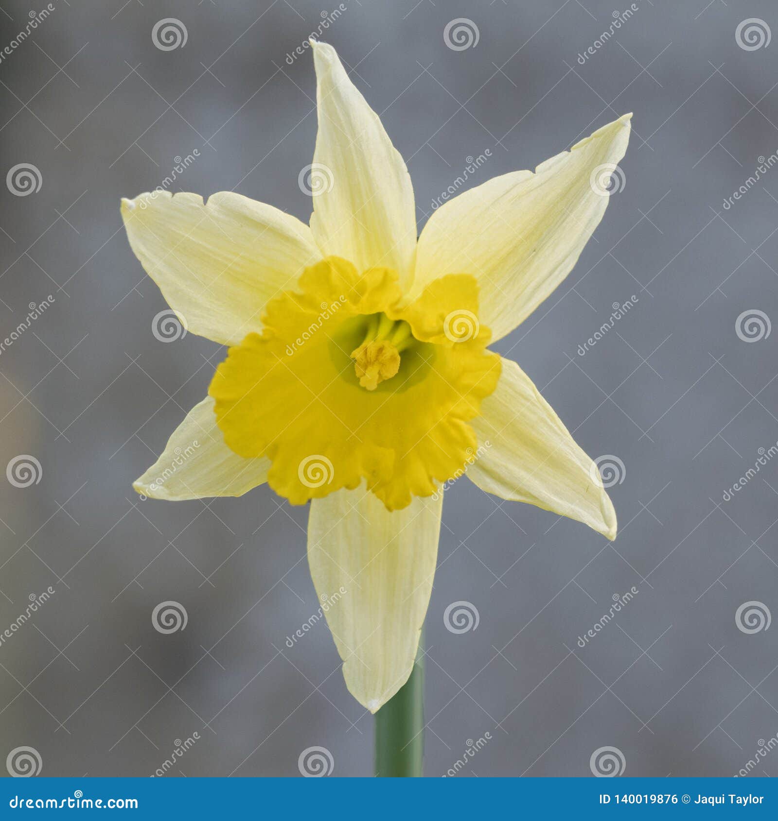 A single daffodil stock photo. Image of single, cemetery - 140019876