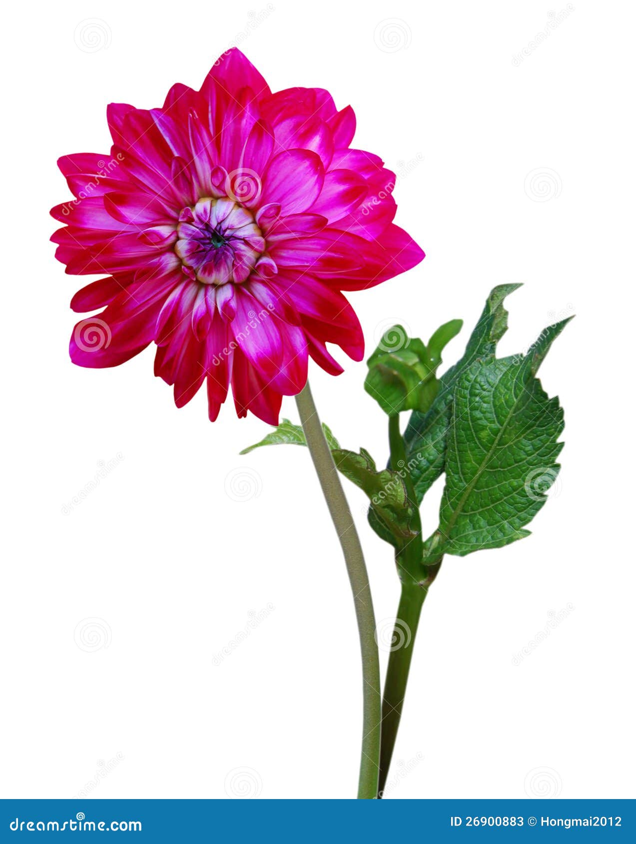 Single dahlia flower stock image. Image of macro, border - 26900883