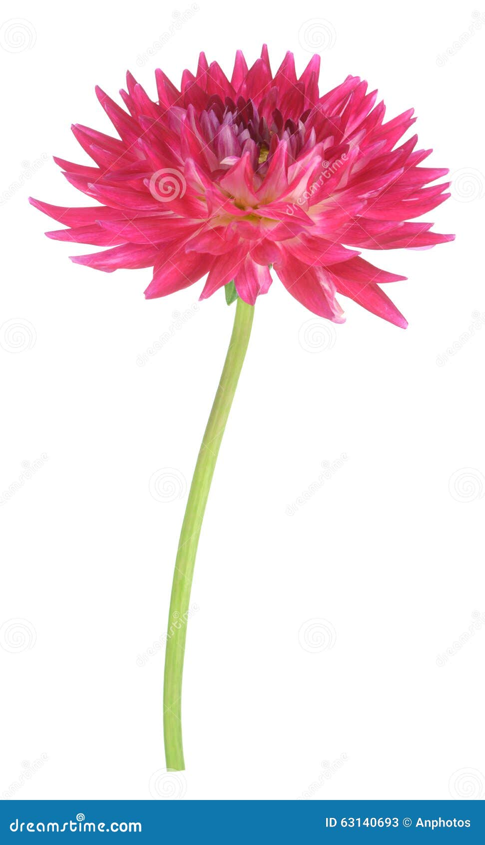 A Single Dahlia Pinnata Asteraceae With Colourful Background Flowers ...