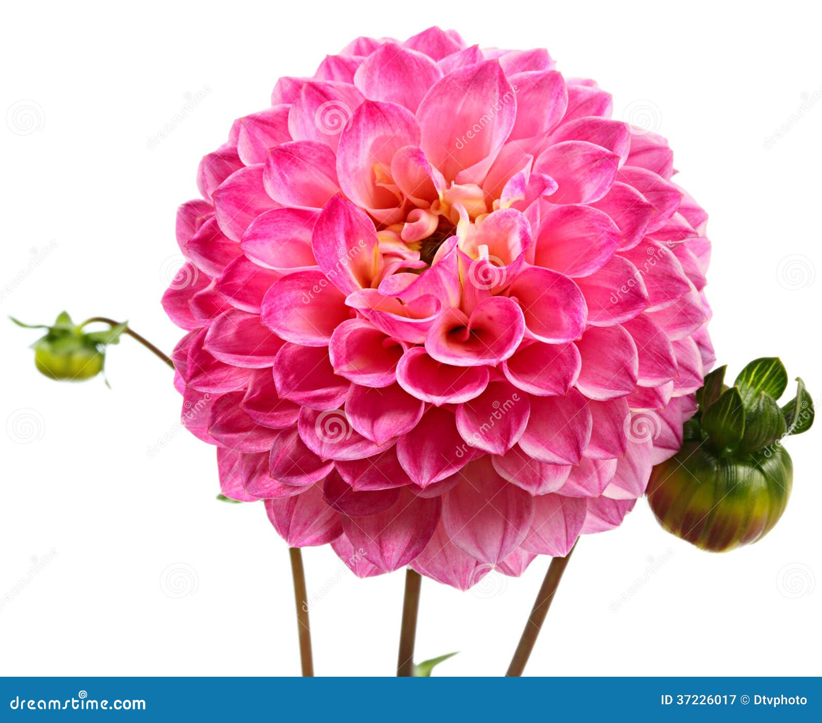 Single dahlia stock image. Image of season, white, flores - 37226017