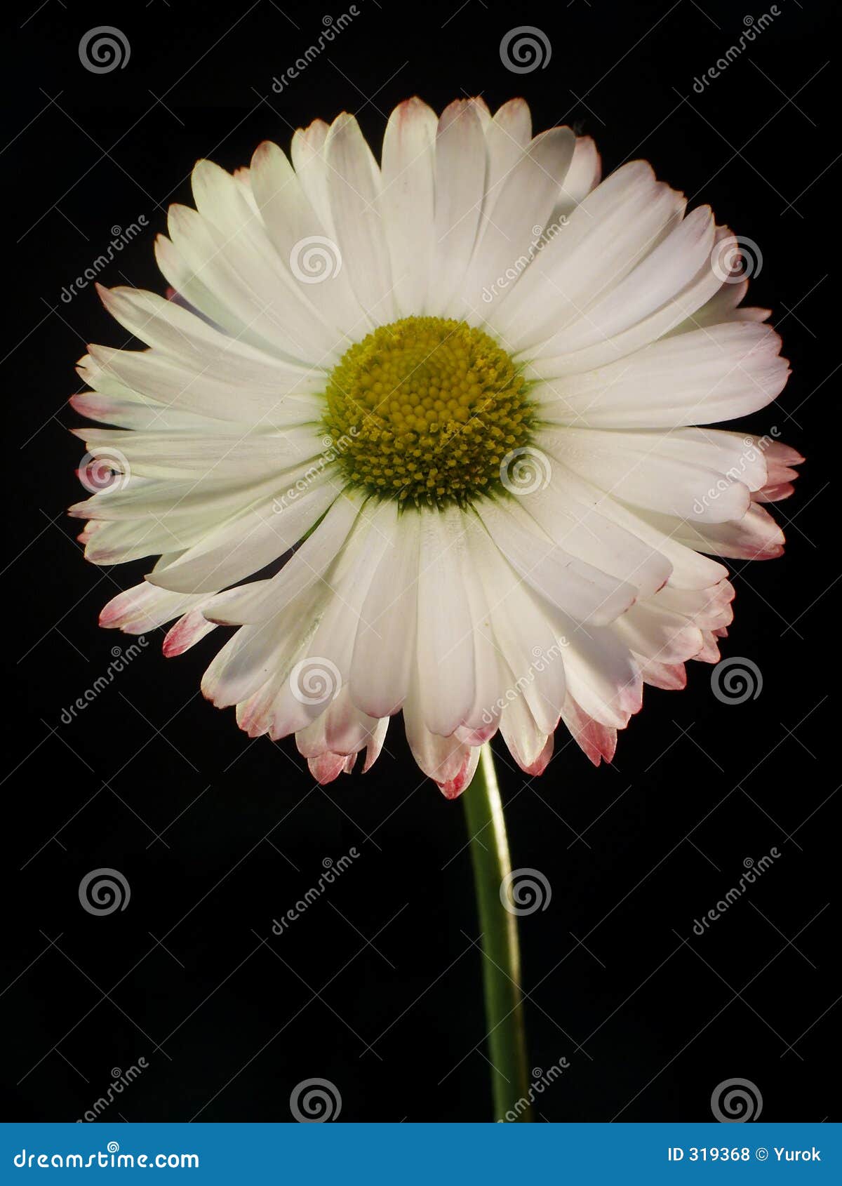 Single Daisy 1 Picture. Image: 319368