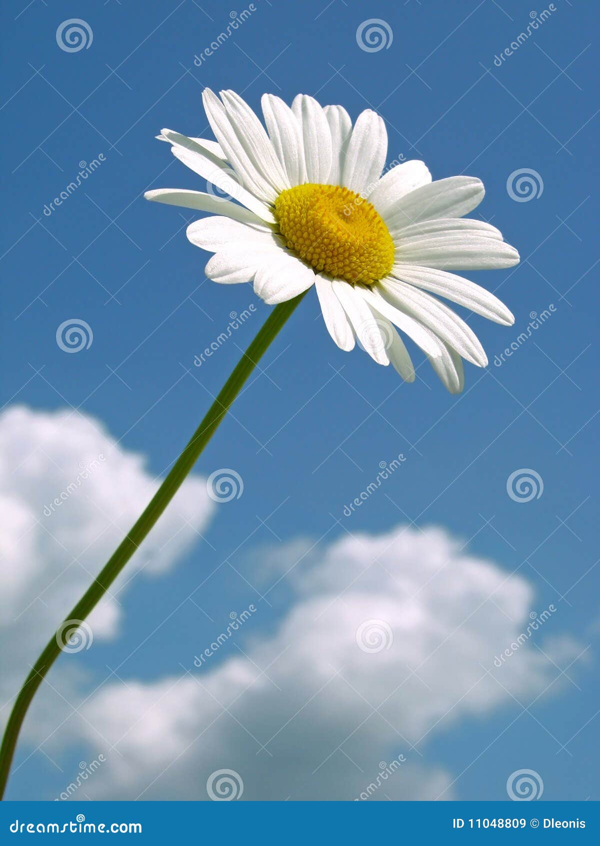 Single daisy stock image. Image of garden, blue, summer - 11048809