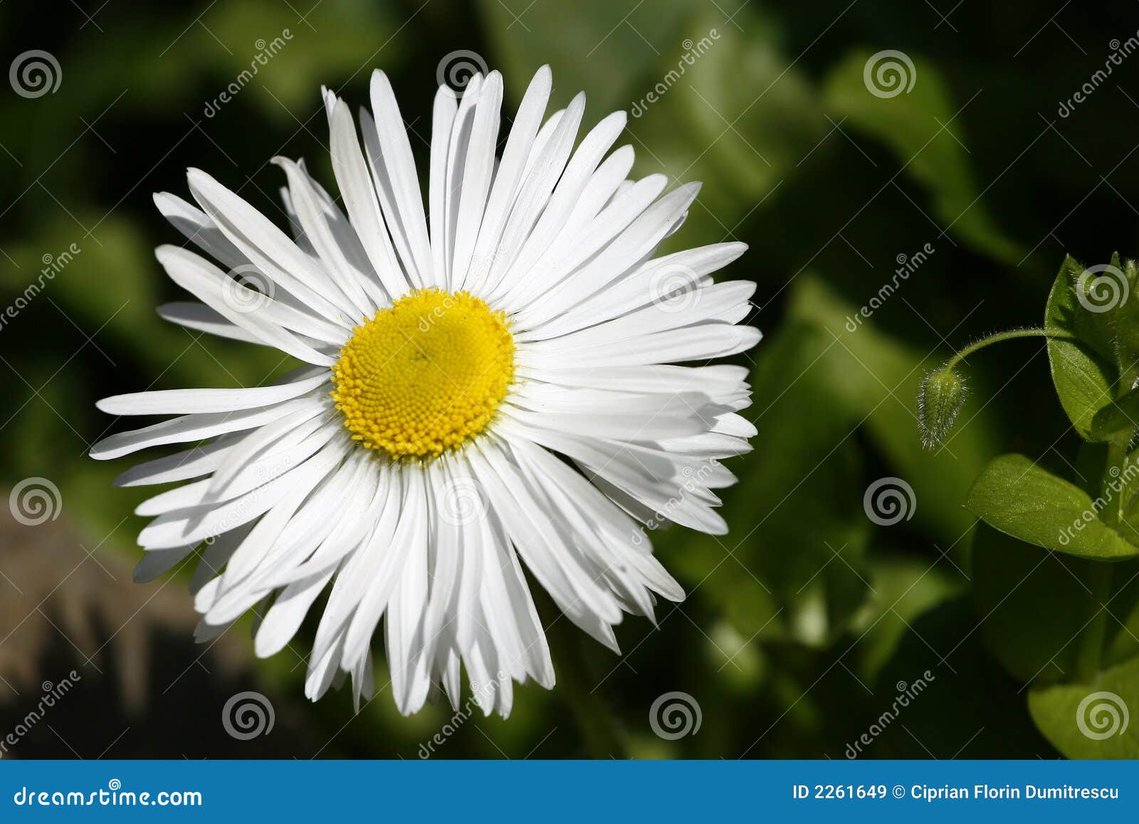 Single daisy stock image. Image of nature, daisy, spring - 2261649