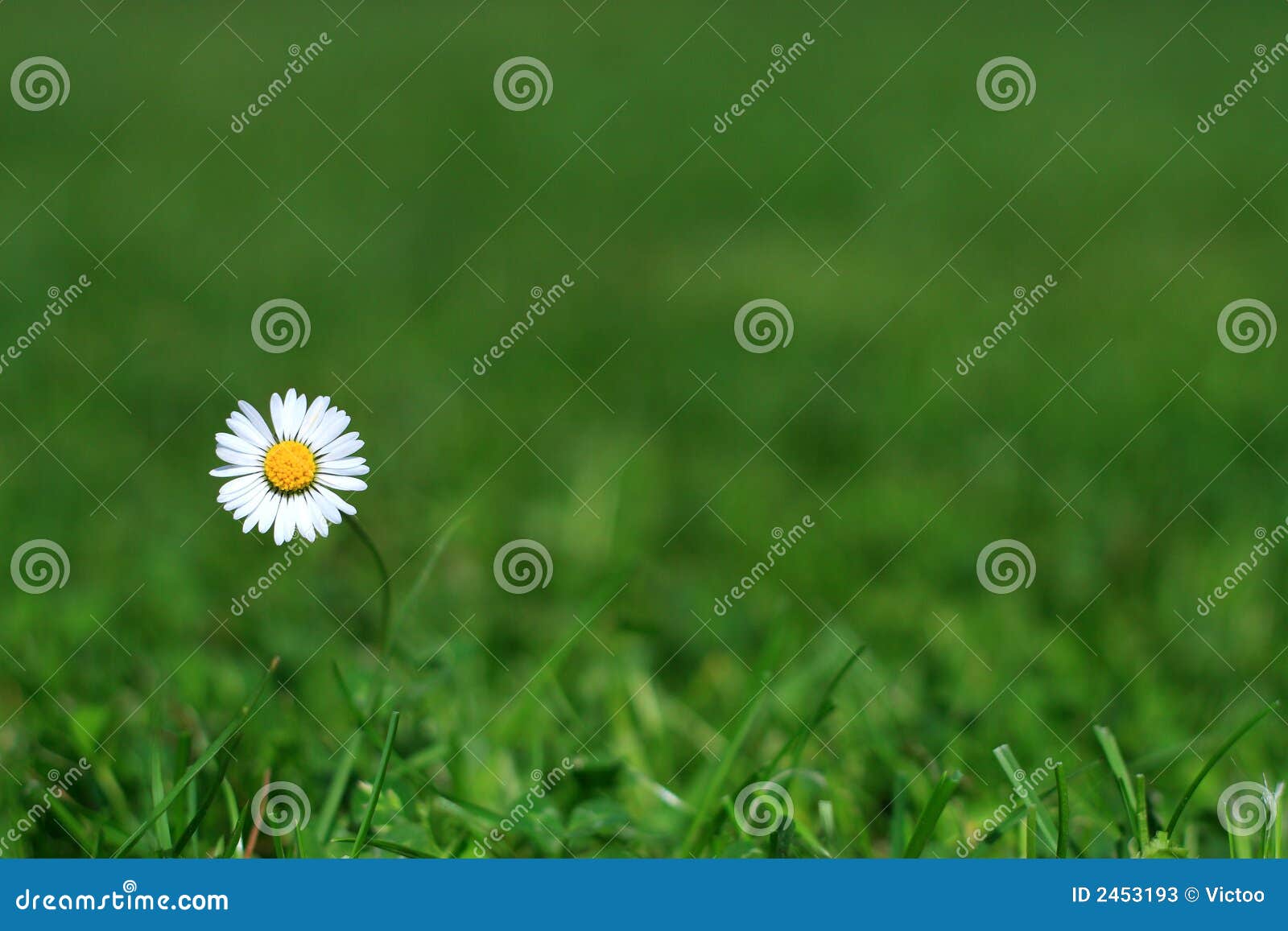 Single daisy stock image. Image of beauty, flower, nature - 2453193