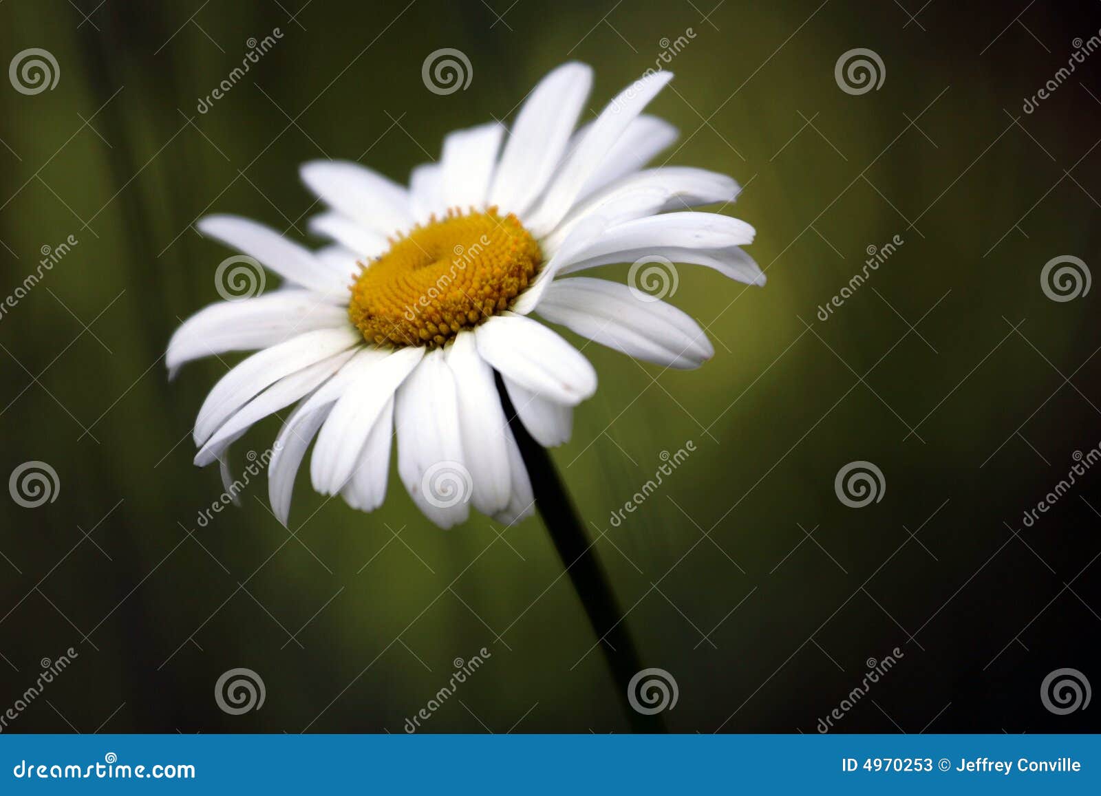 Single Daisy stock image. Image of spring, pure, center - 4970253