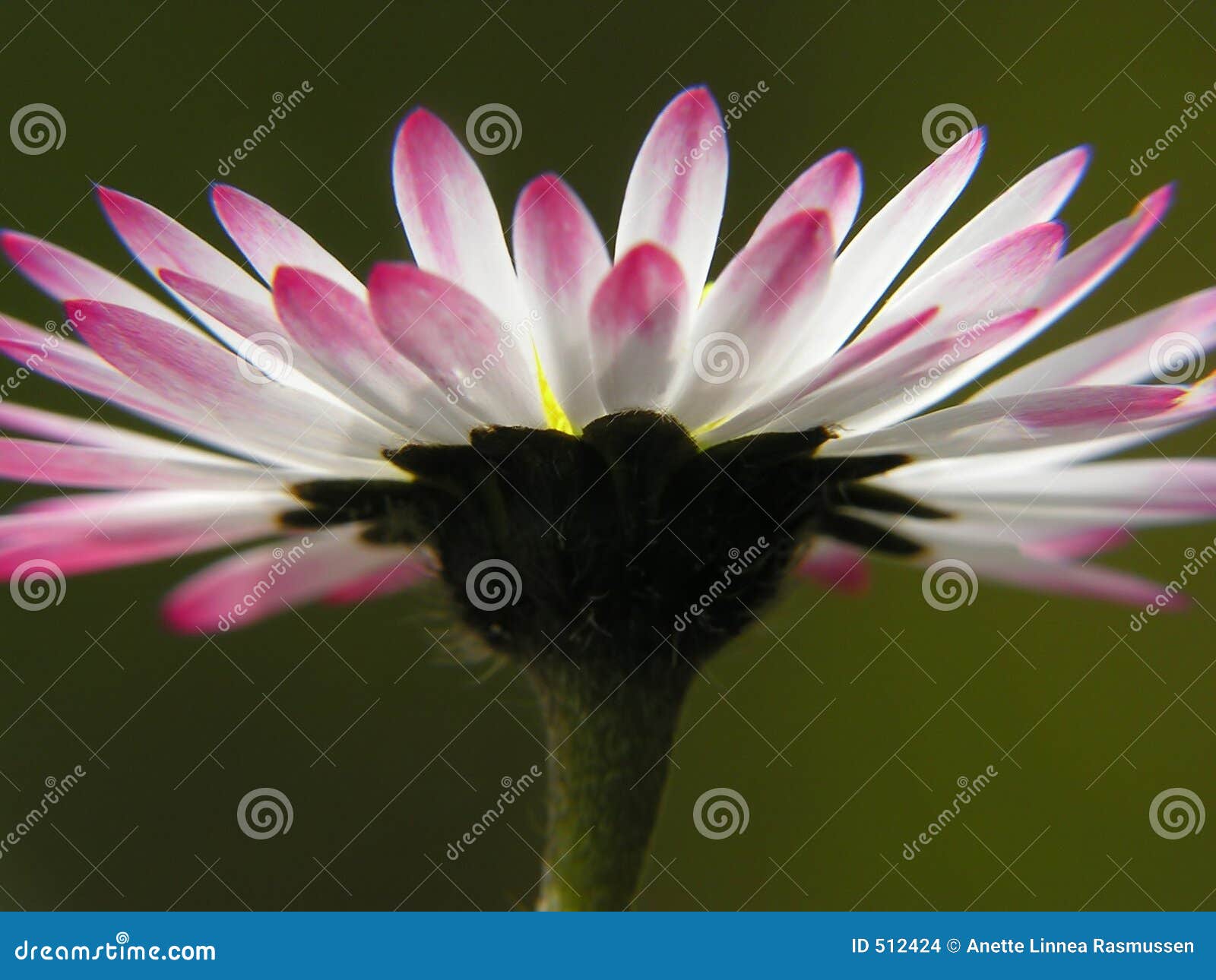 Single daisy stock photo. Image of close, blossom, plant - 512424