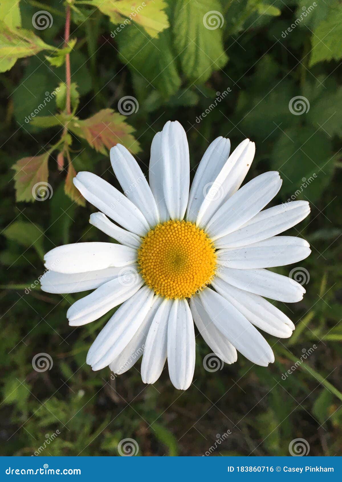 Single Daisy stock photo. Image of colour, grean, beauty - 183860716