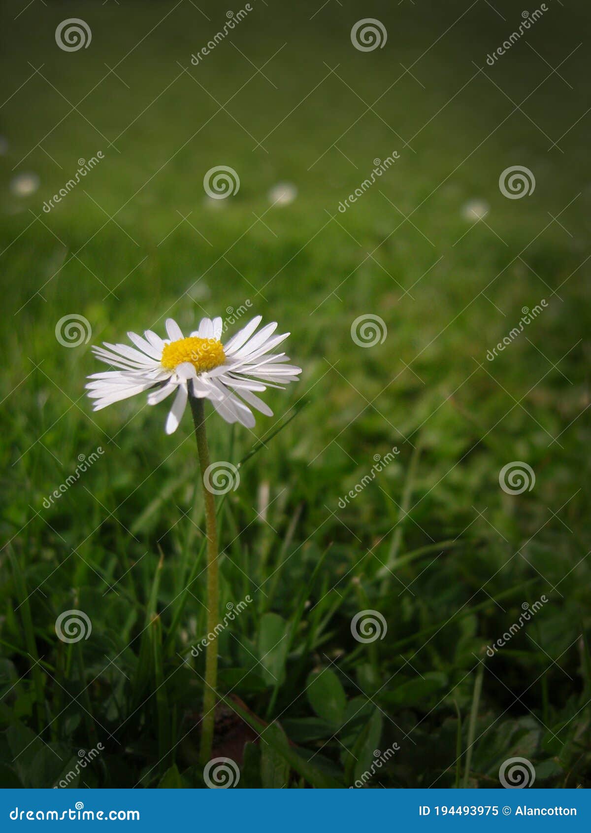 Single Daisy Flower stock image. Image of framland, flower - 194493975