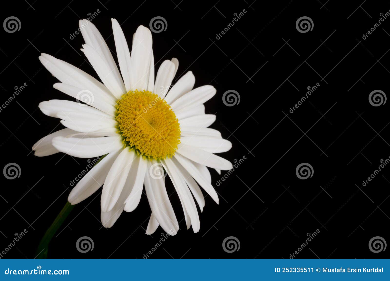 Single Daisy Flower Royalty-Free Stock Photography | CartoonDealer.com ...