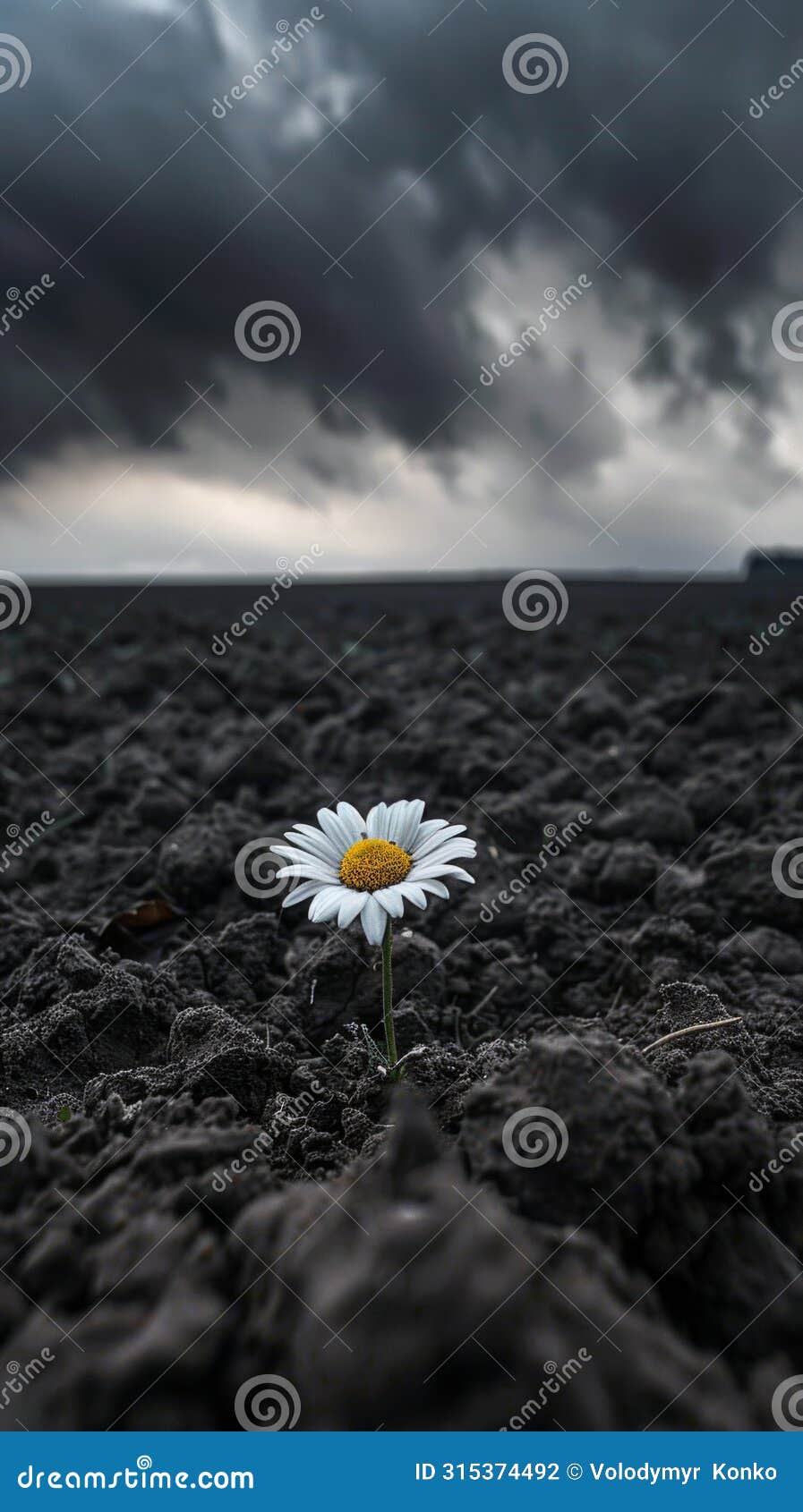 Single Daisy Blooming on Cracked Earth Under Stormy Sky Stock Photo ...