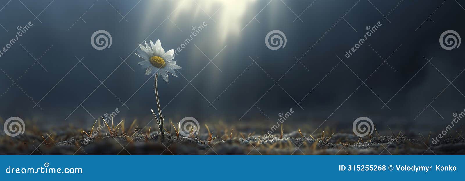 Single Daisy Blooming in the Spotlight of Sun Rays Stock Photo - Image ...