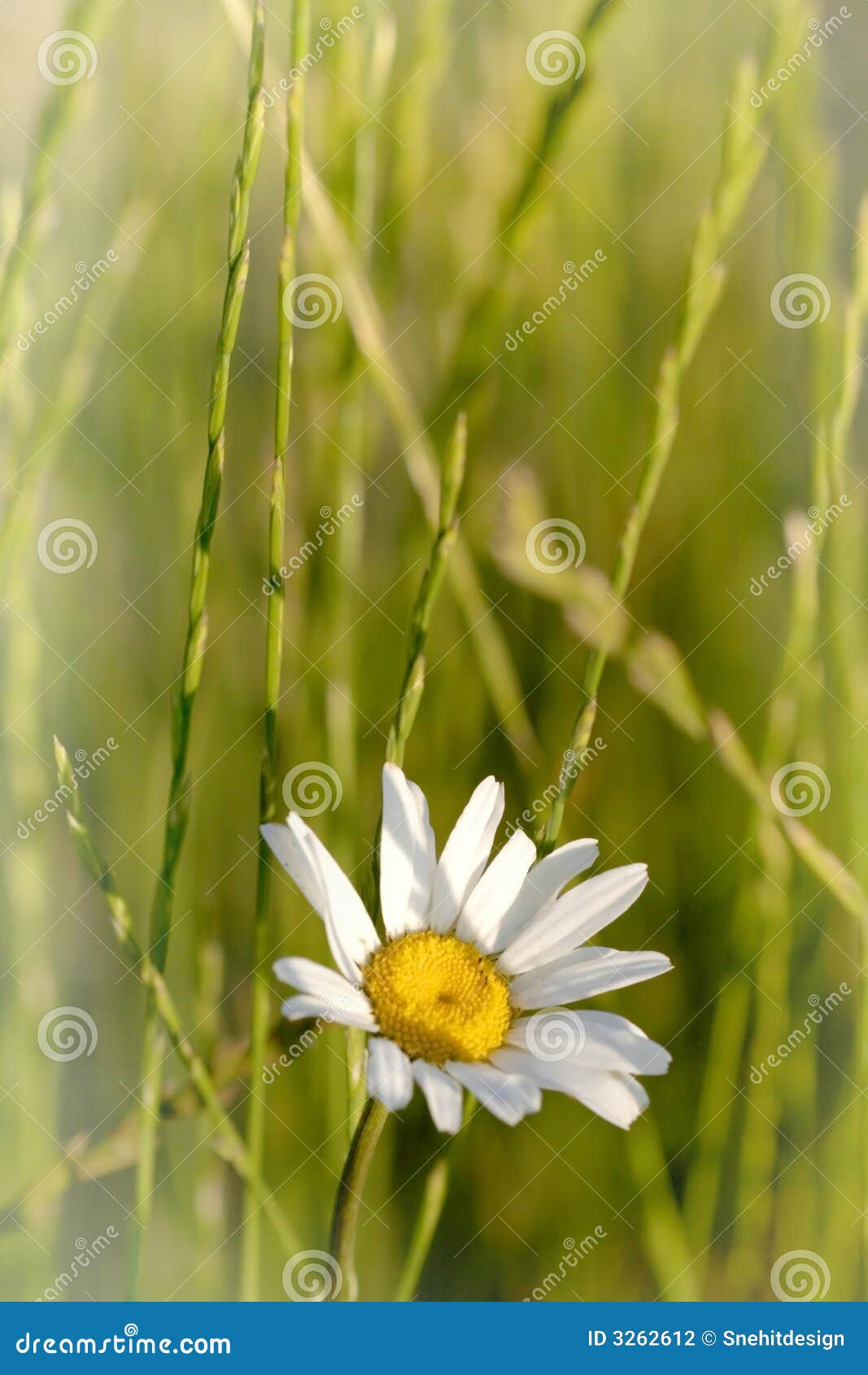 Single daisy flower stock photo. Image of petals, close - 3262612