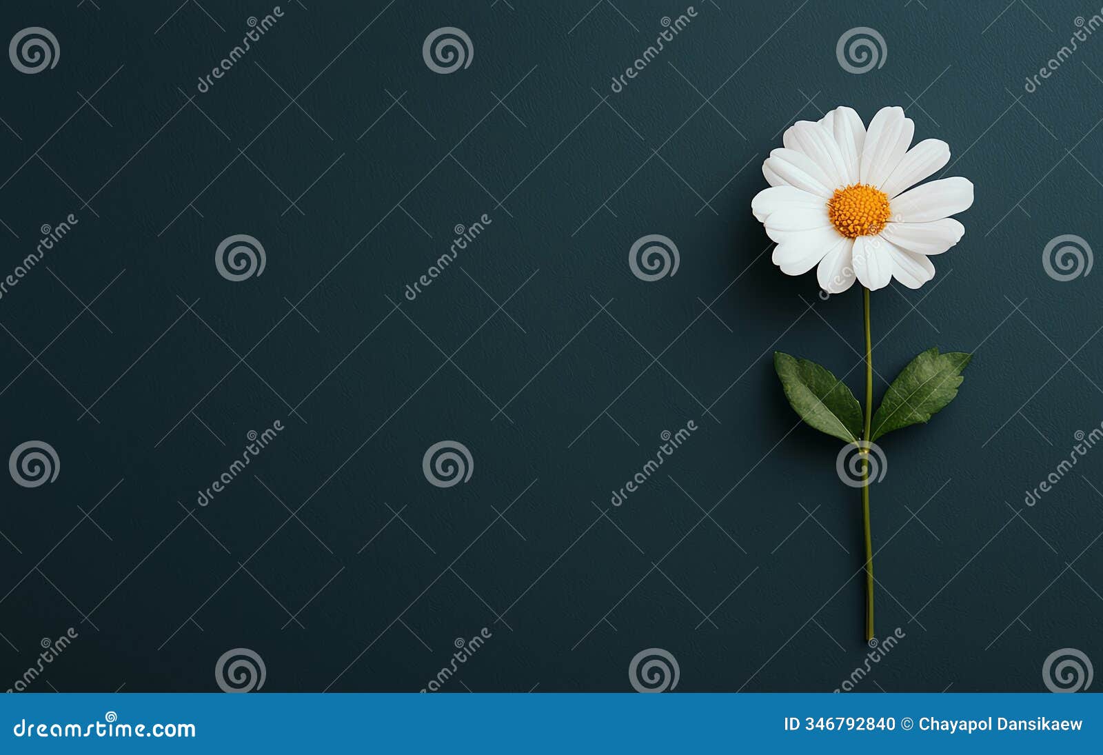 Single Daisy Flower on a Dark Background Minimalist Nature Composition ...