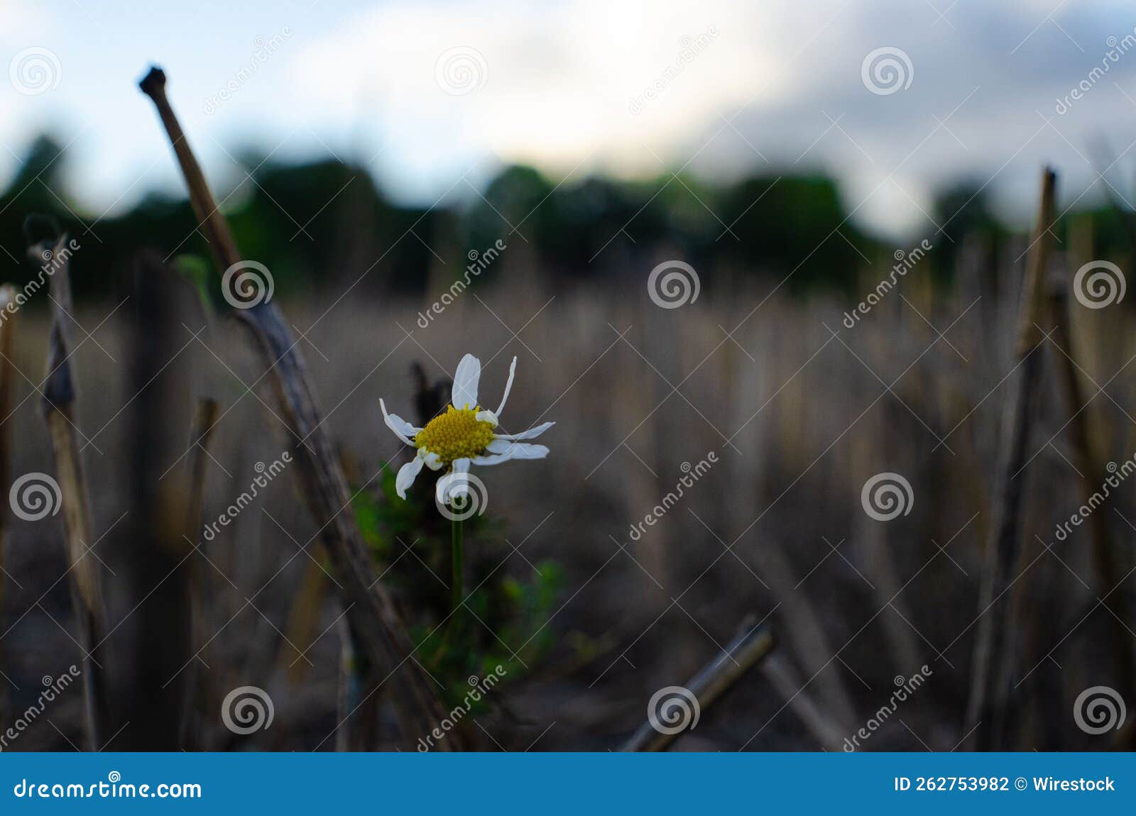 Single Daisy Flower in a Field Stock Photo - Image of petal, flower ...