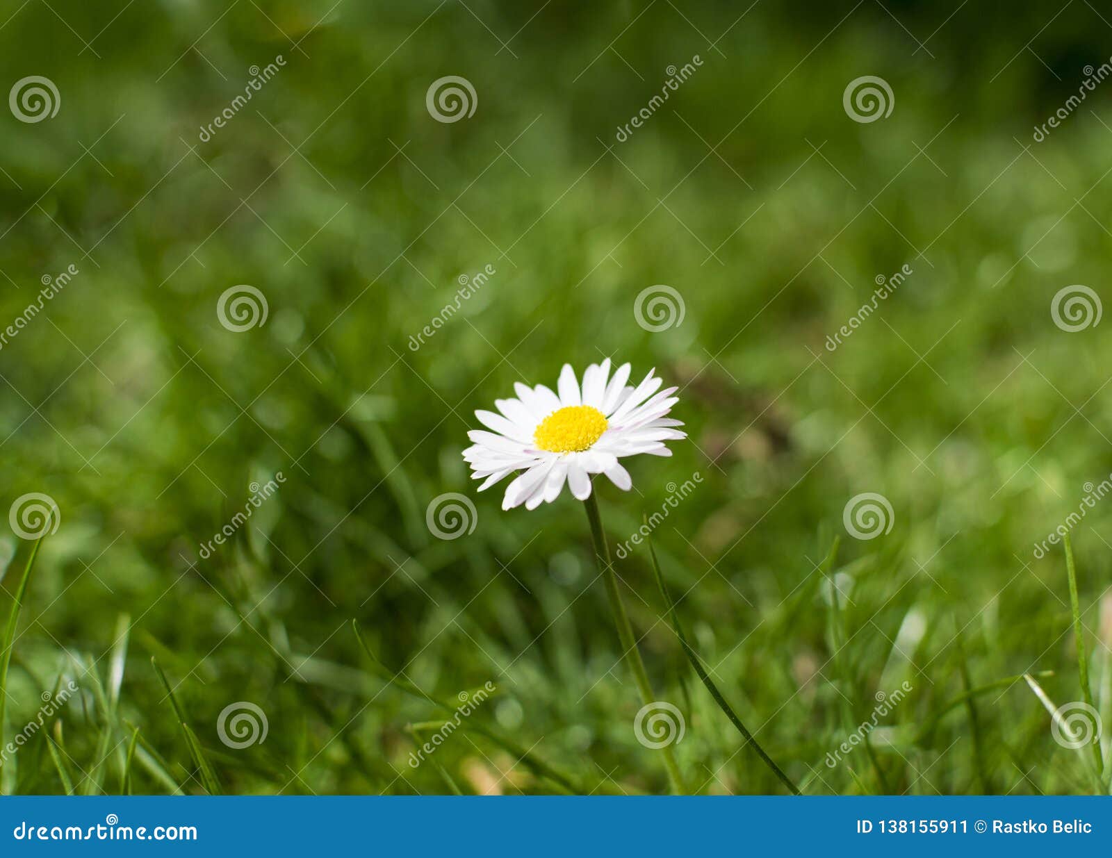 Single Daisy Flower on Grass Field on Sunny Spring Day Stock Image ...