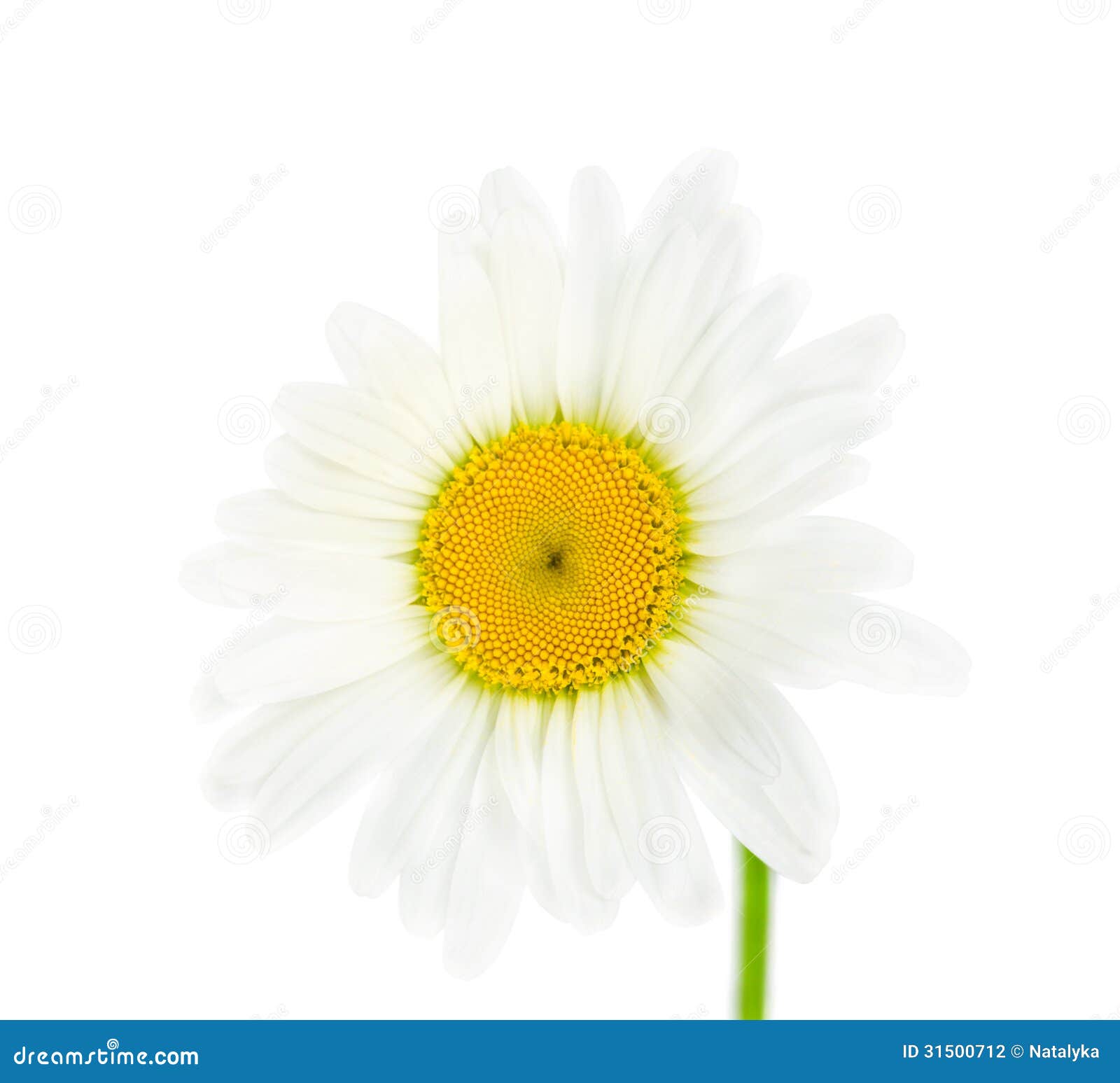 Single daisy flower stock photo. Image of head, camomile - 31500712