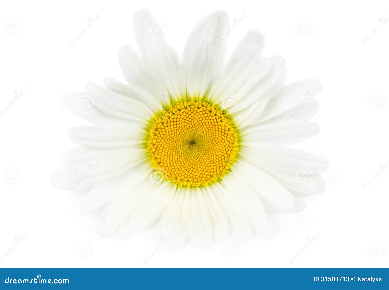 Single daisy flower stock image. Image of flower, blossom - 31500713