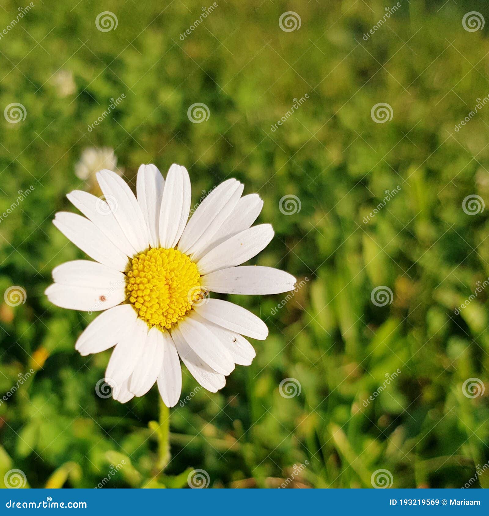 Single Daisy Flower on a Meadow in Summer. Stock Image - Image of grass ...
