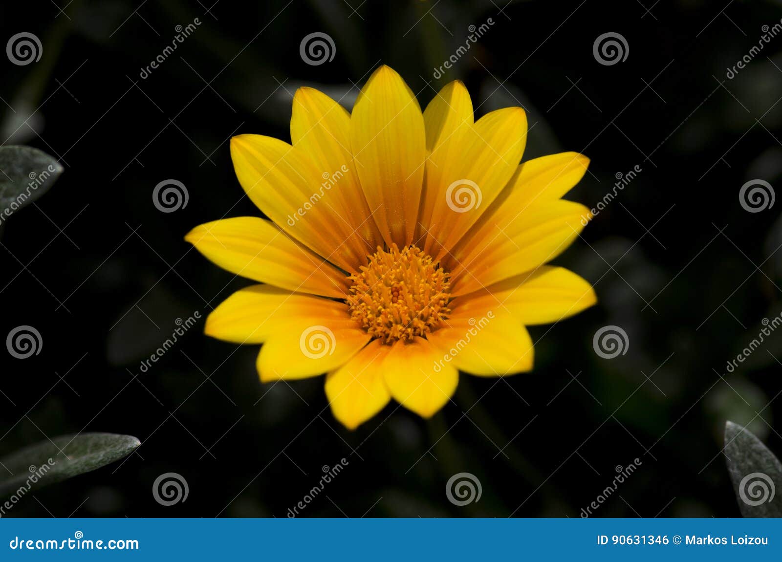 Single Daisy Flower stock photo. Image of nature, background - 90631346