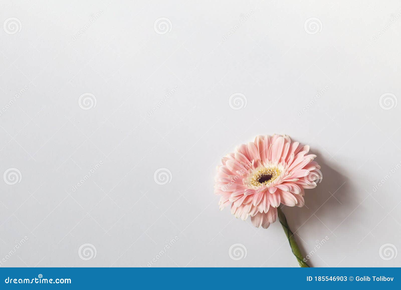Single daisy flower stock image. Image of botanic, fresh - 185546903