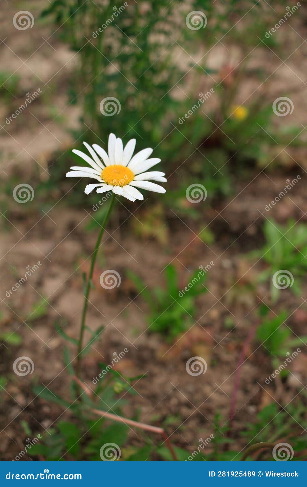 A Lone Daisy Standing in the Middle of a Dirt Ground Stock Image ...